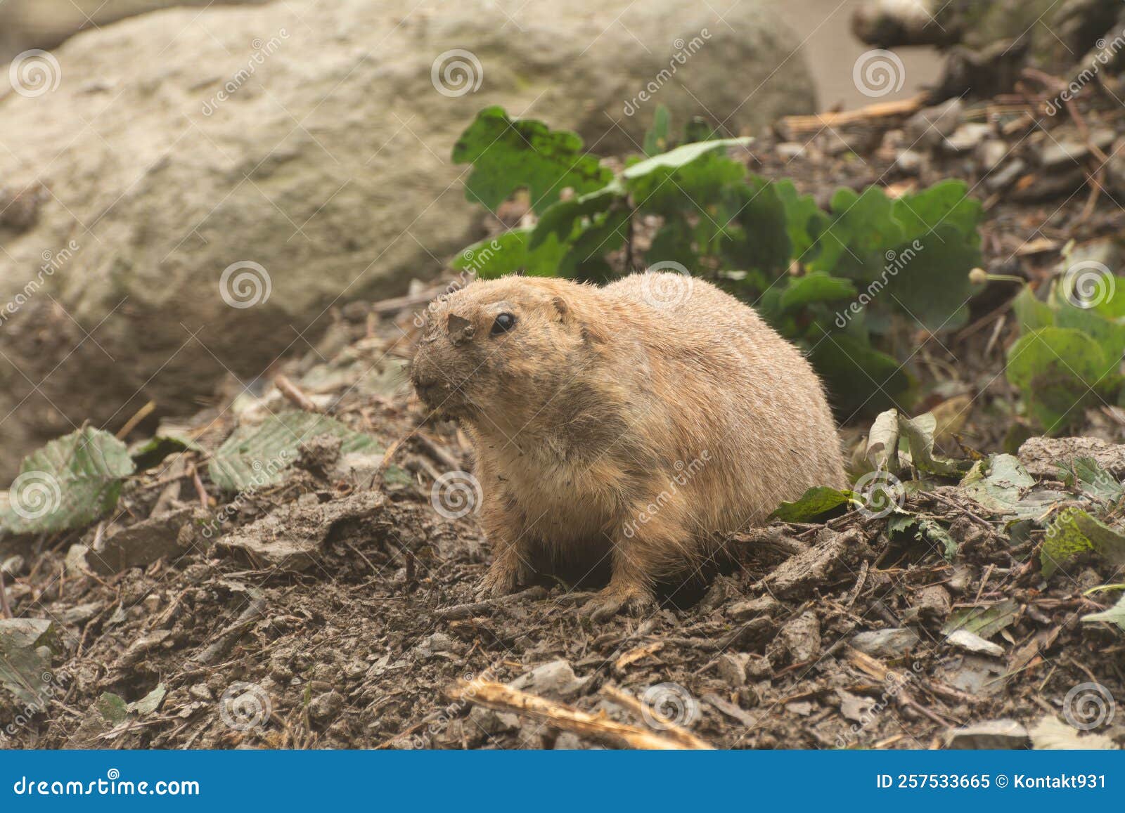 Cute Prairie Dog Curious Watching Around Stock Image - Image of ...