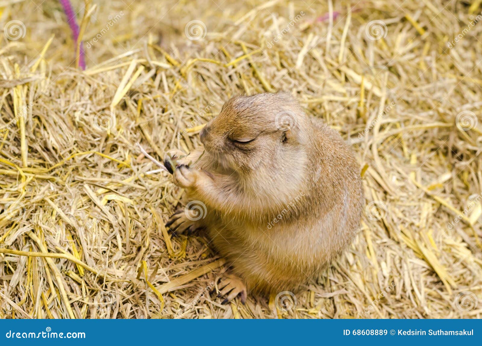 Cute Prairie Dog Eating Grass on Hay Grass Stock Image - Image of small ...