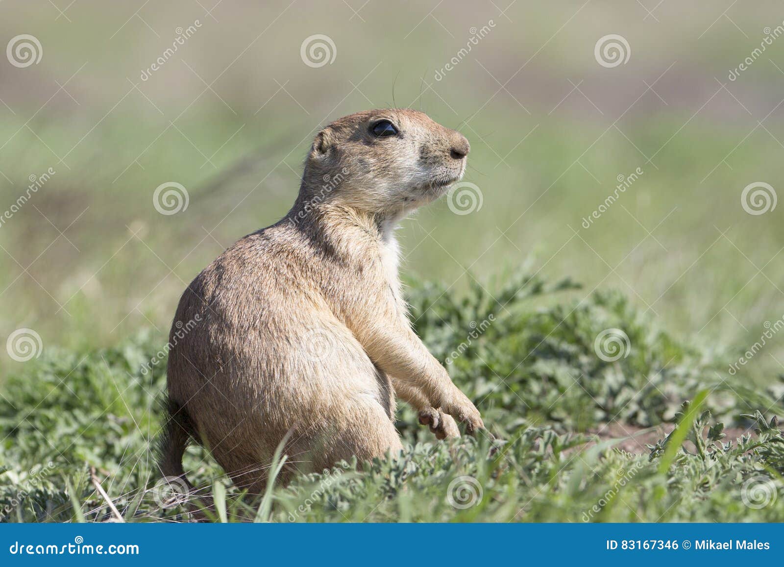 Cute prairie dog stock photo. Image of burrowing, burrow - 83167346