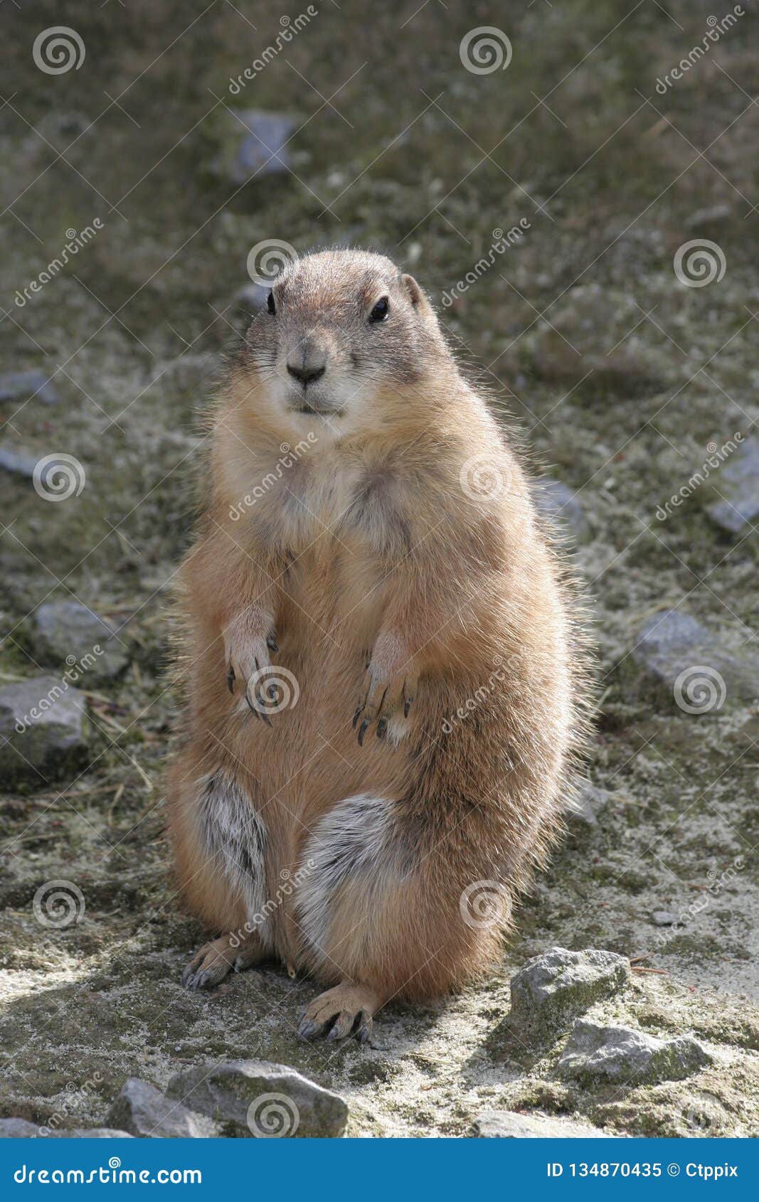 Cute Prairie Dog Sitting Up Stock Image - Image of cynomys, sitting ...