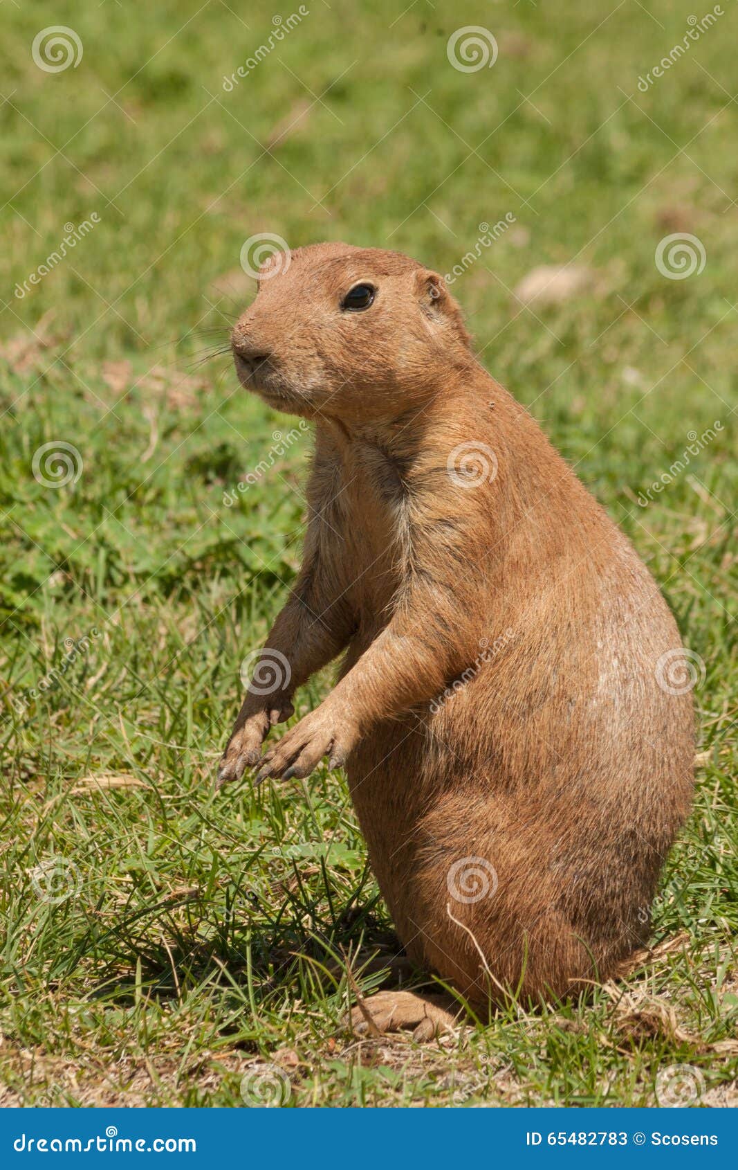 Cute Prairie Dog stock image. Image of wildlife, burrow - 65482783