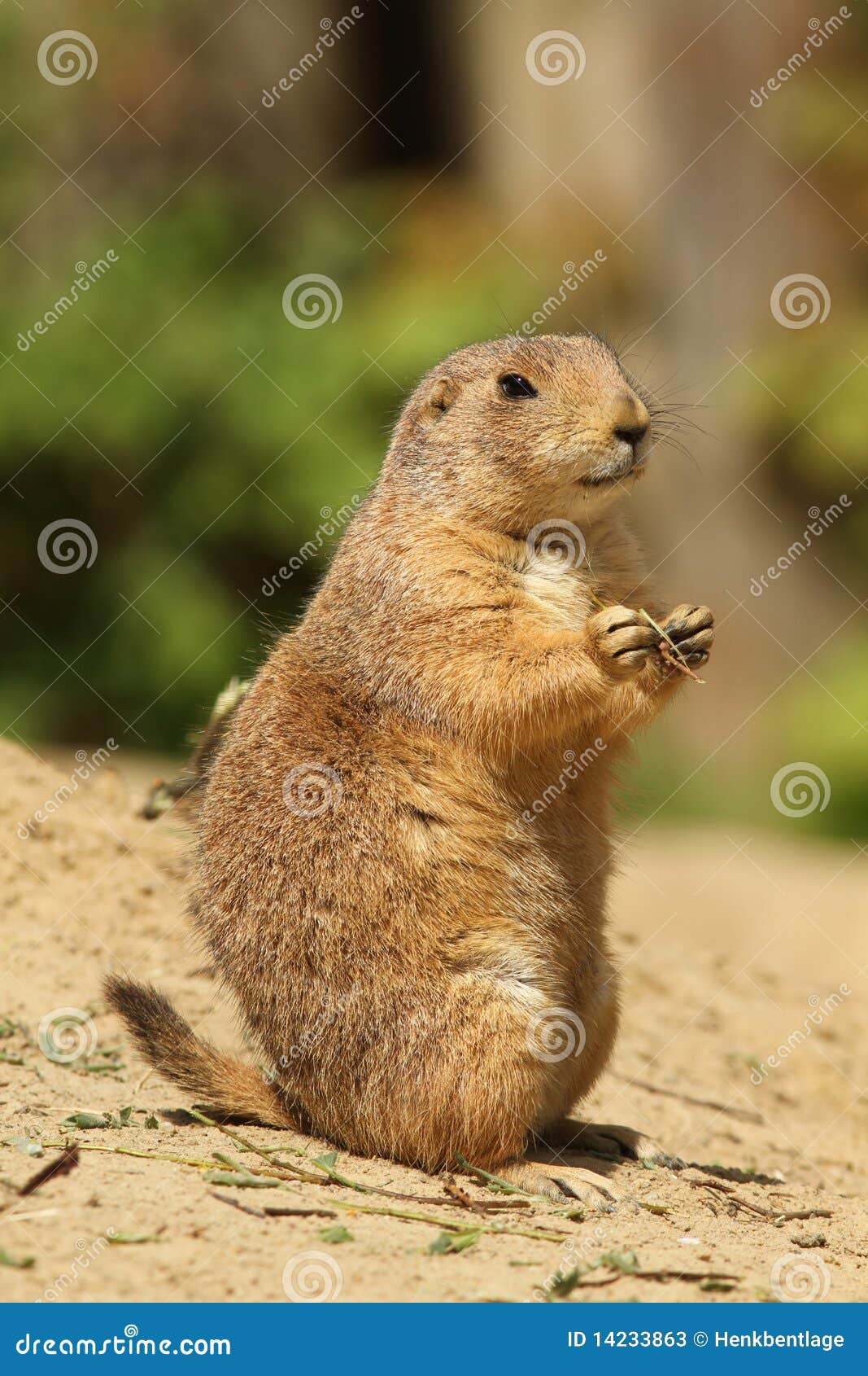 Cute Prairie Dog Standing Upright Stock Image - Image of claw, wild ...
