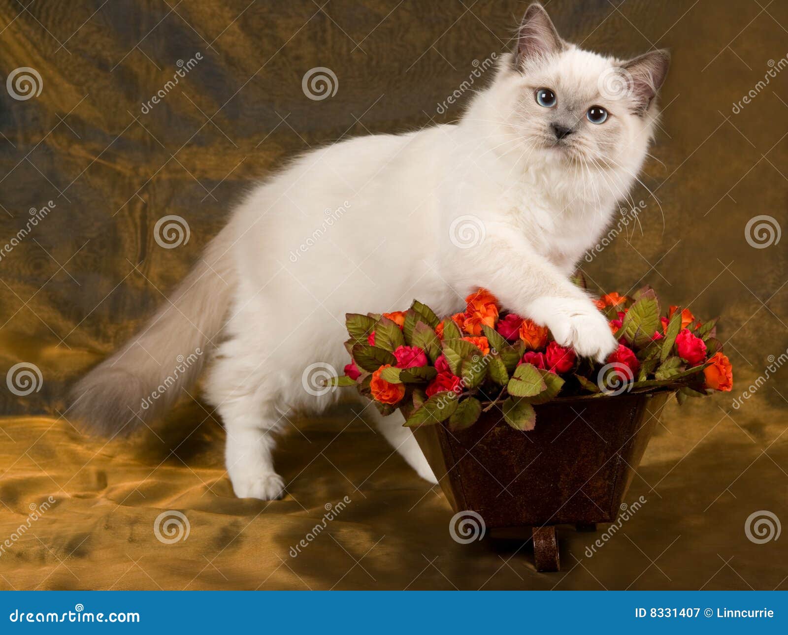 Cute Pretty Ragdoll Cat with Roses Stock Image - Image of loving, blue ...