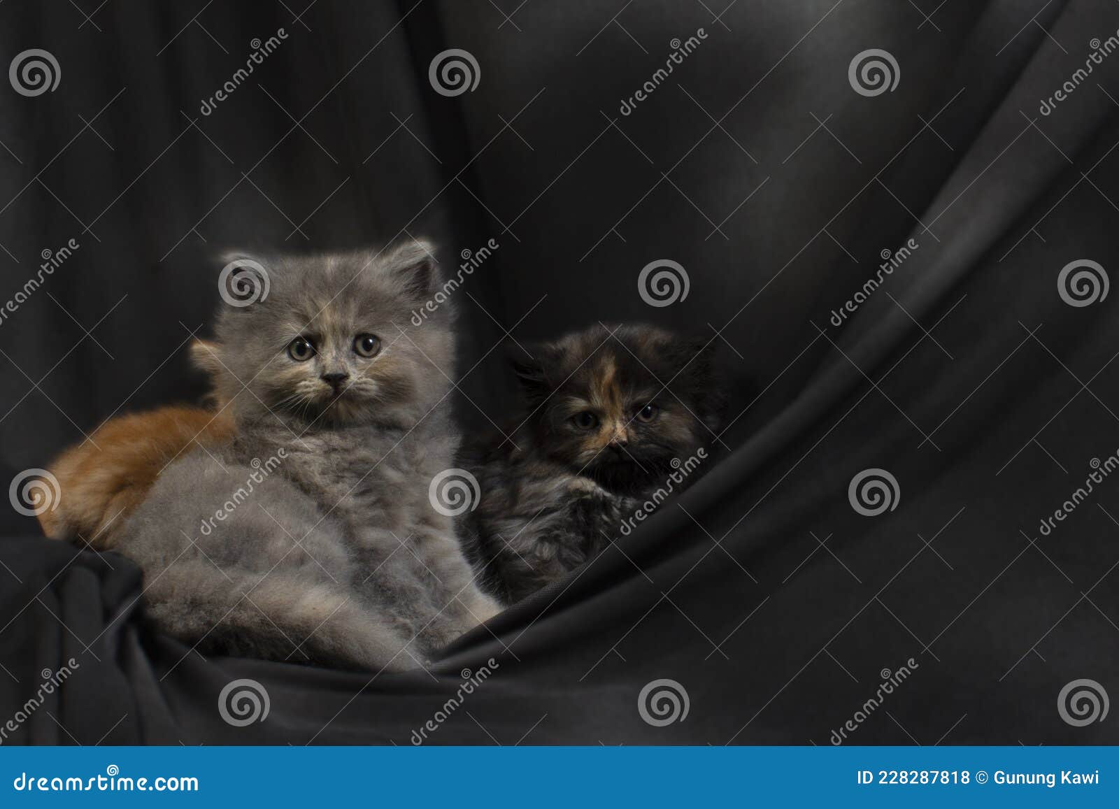 Kitten with Petunia Blooms in Foreground Stock Photo - Image of striped ...
