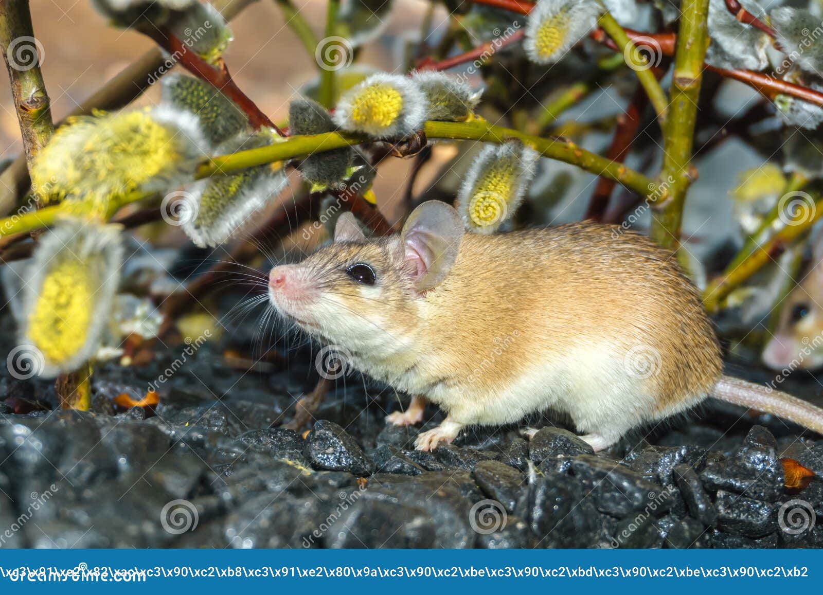 Cute Mouse among the Branches of Flowering Willow Stock Photo - Image ...
