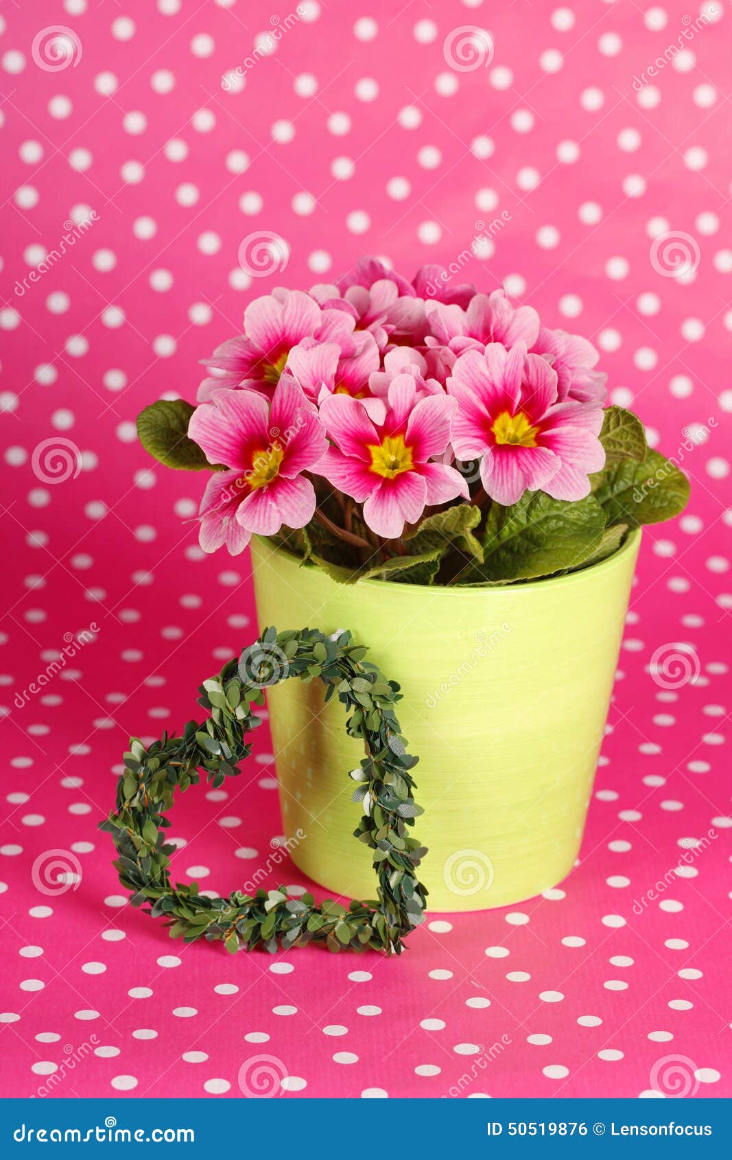 Cute primrose pot stock photo. Image of copy, pink, romance - 50519876