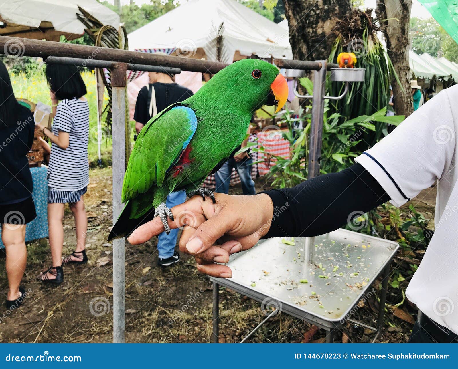 A Cute Psittacines or Parrot Bird. Editorial Stock Photo - Image of ...