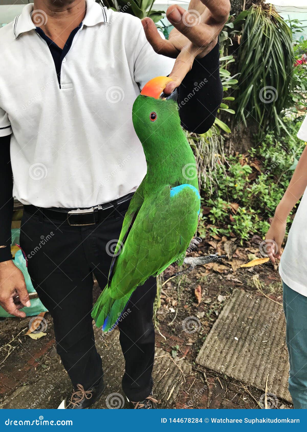 A Cute Psittacines or Parrot Bird. Stock Photo - Image of bill ...