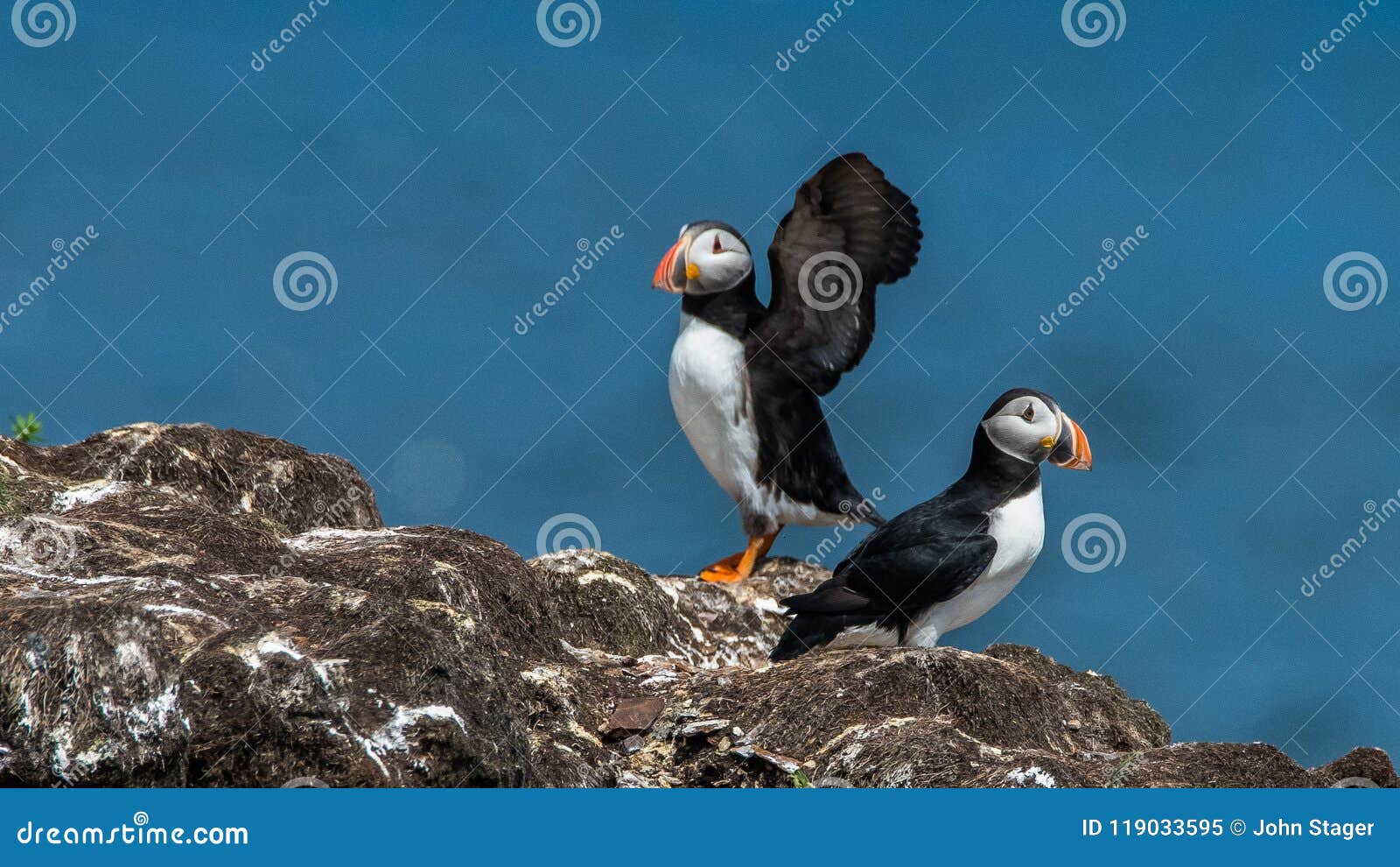 Cute Puffins stock image. Image of nature, rest, shores - 119033595