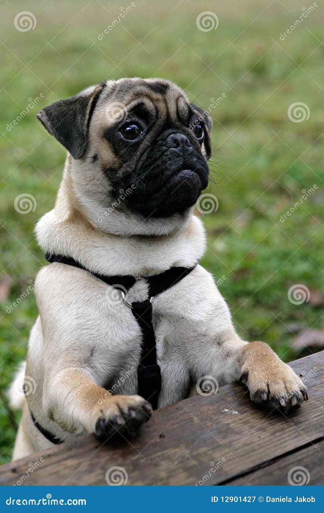 Cute pug stock image. Image of male, looking, fauna, blond - 12901427
