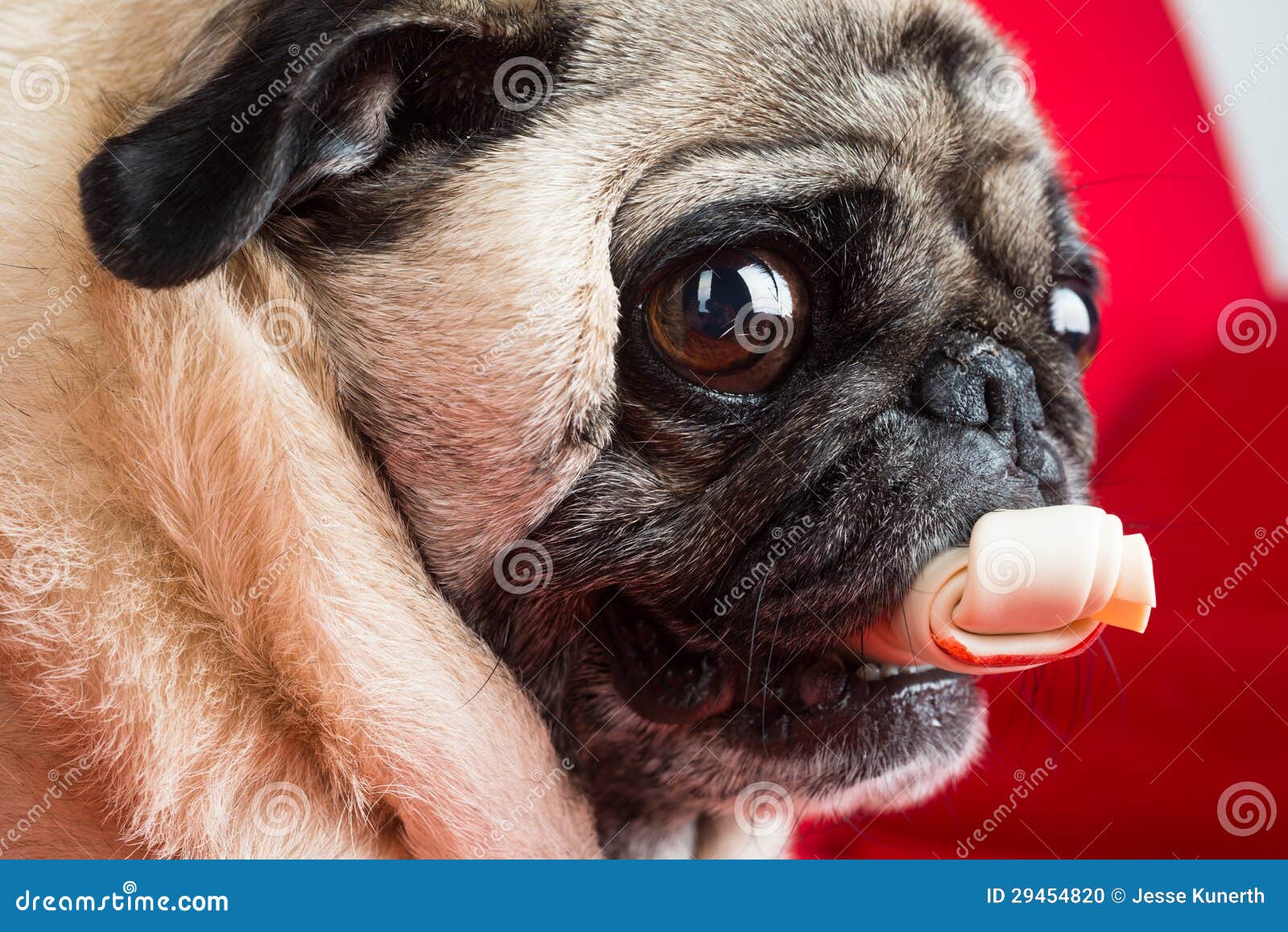 Cute Pug stock photo. Image of breed, treat, expressive - 29454820