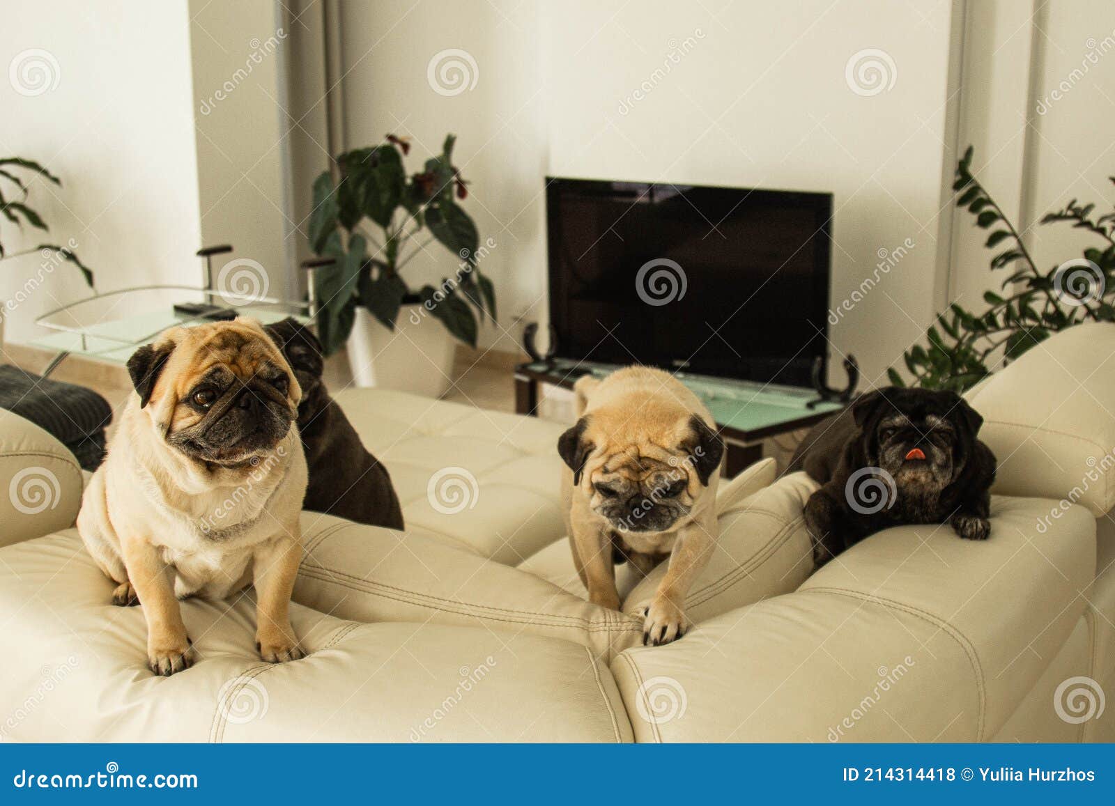 Cute Pug Chilling Together with Her Buddy Stock Photo - Image of animal ...