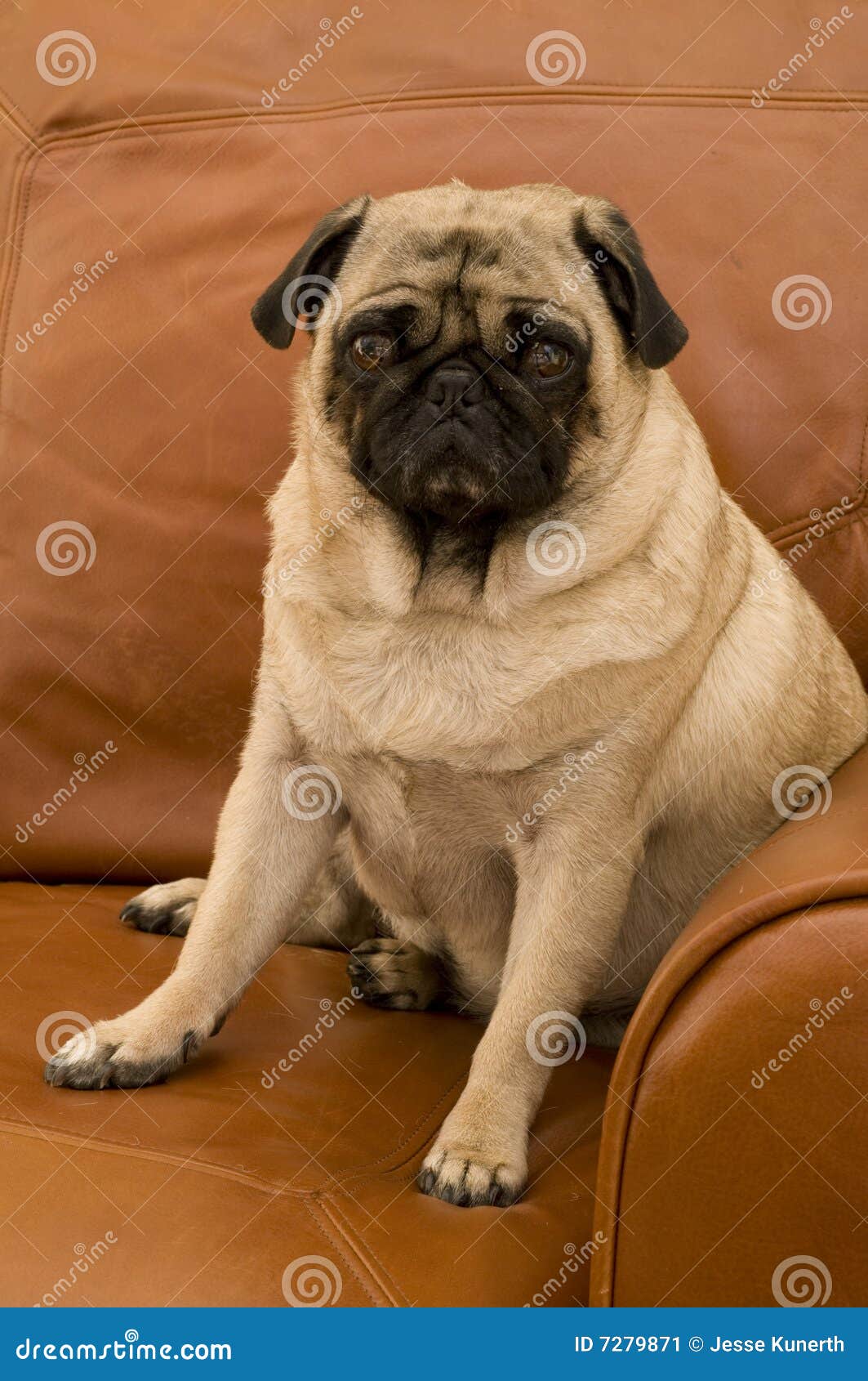 Cute Pug on Couch stock image. Image of ears, animal, cute - 7279871