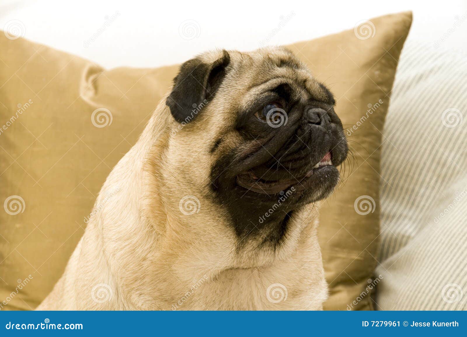 Cute Pug on Couch stock image. Image of paws, face, cute - 7279961