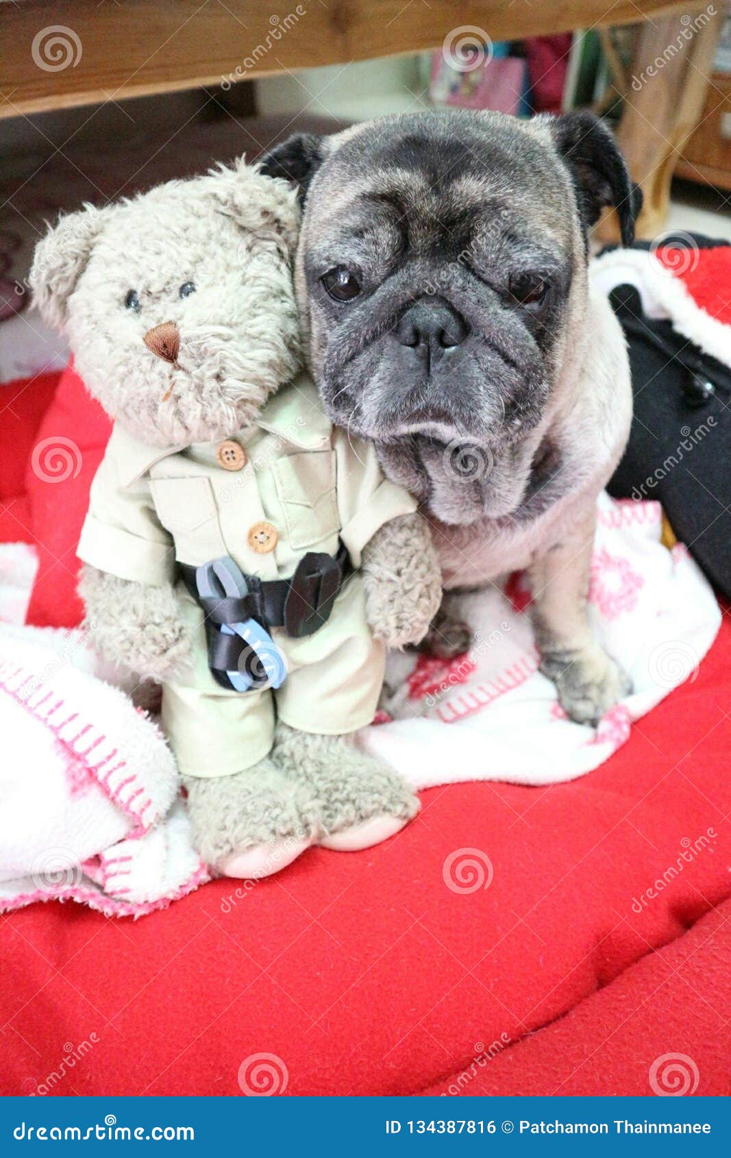 Cute Pug Dog Cute Bear Hug stock photo. Image of hugs - 134387816