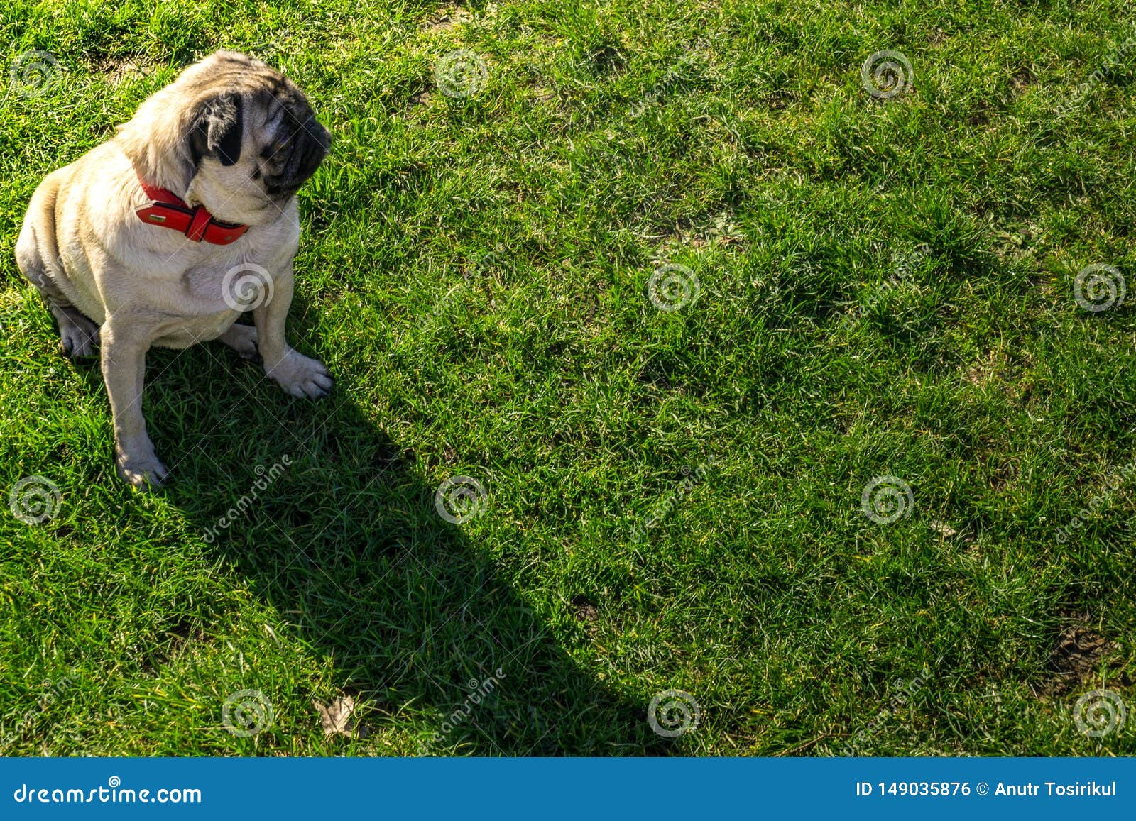 Cute Pug Dog Chilling on Green Grass Stock Photo - Image of relaxation ...