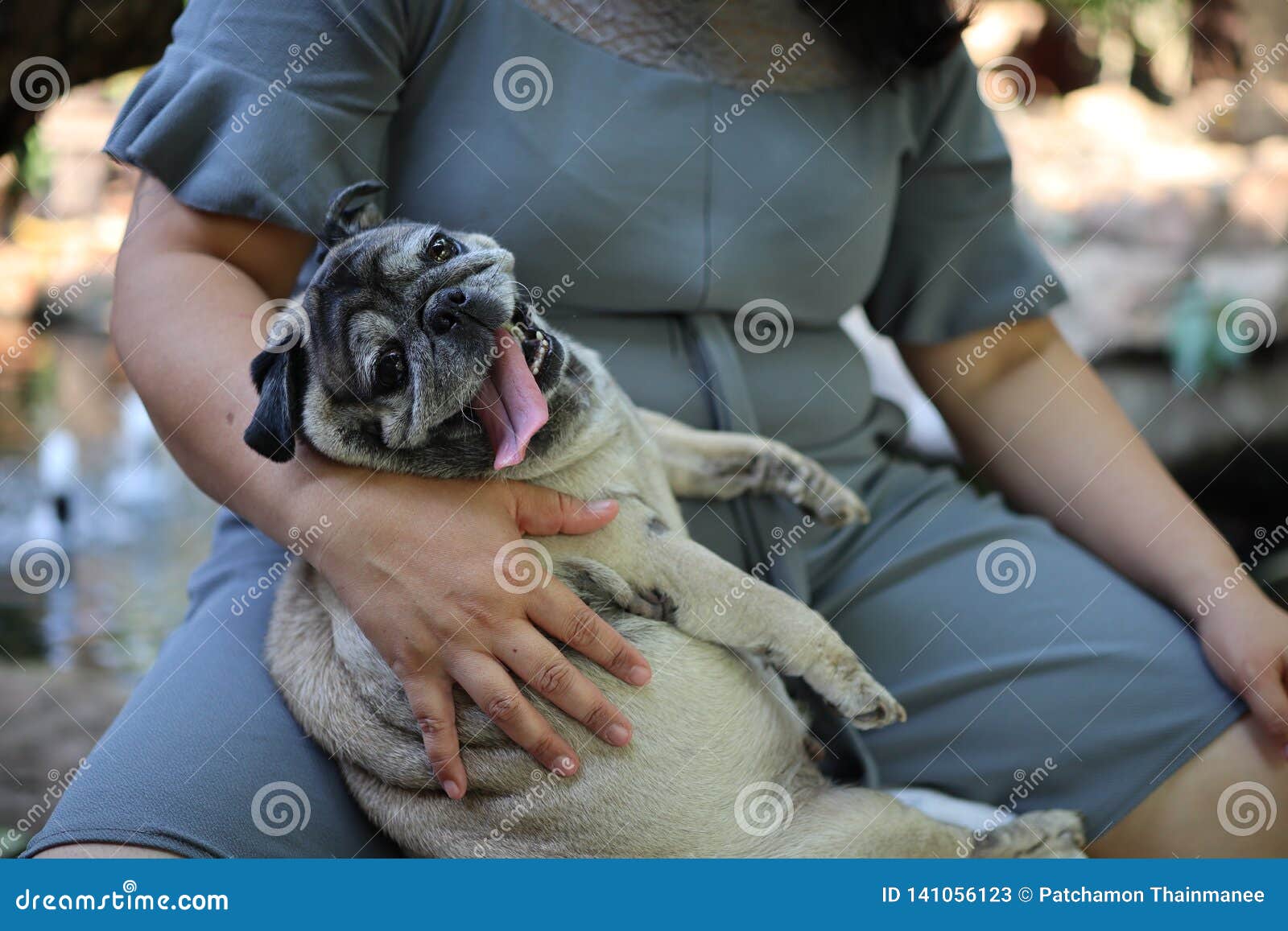 Cute Pug Dog Face, Happy, Smiling Pretty Stock Image - Image of smiling ...