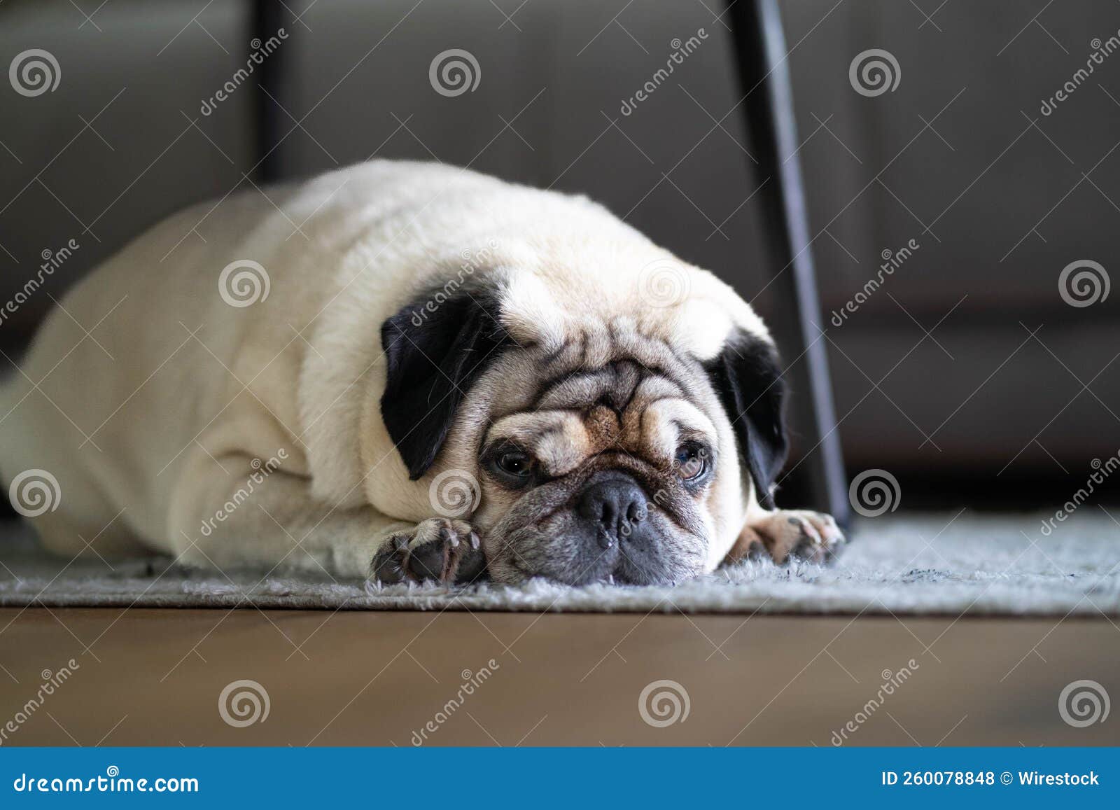 Cute Pug Dog Laying on the Floor Stock Photo - Image of floor, laying ...