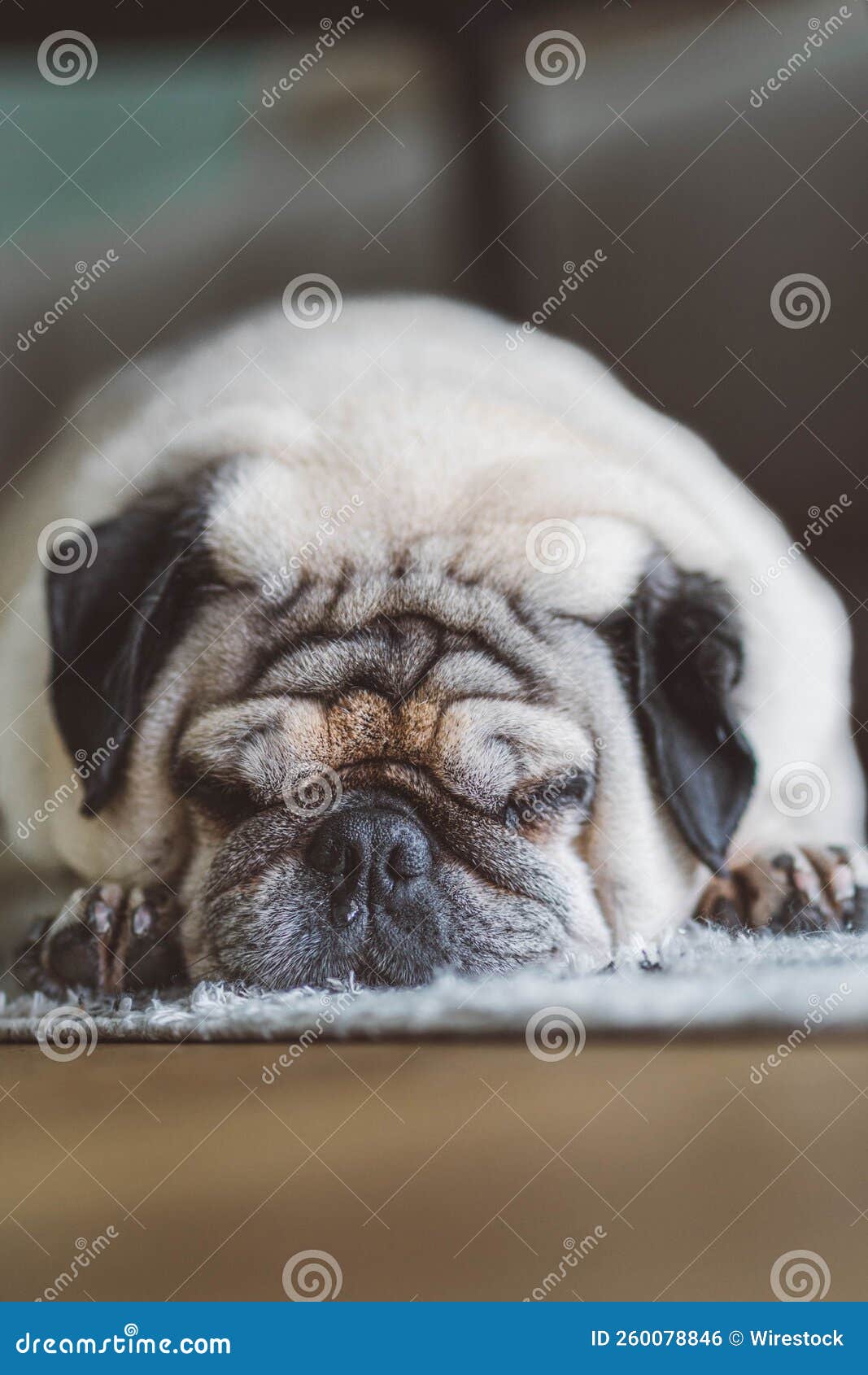 Cute Pug Dog Laying on the Floor, Vertical Stock Photo - Image of ...