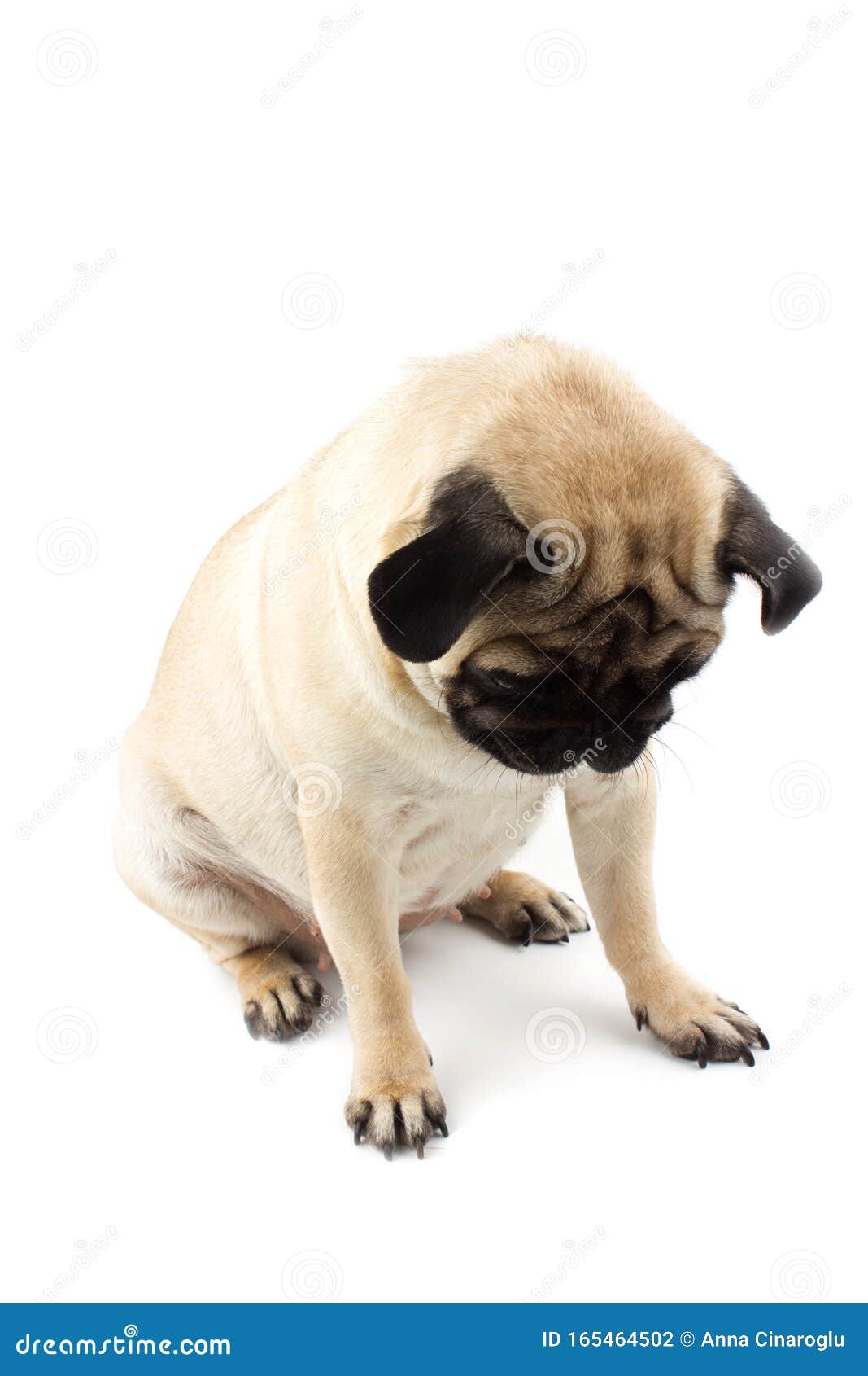 Cute Pug Dog Looking Down. Very Sad Dog Isolated on White Stock Photo ...