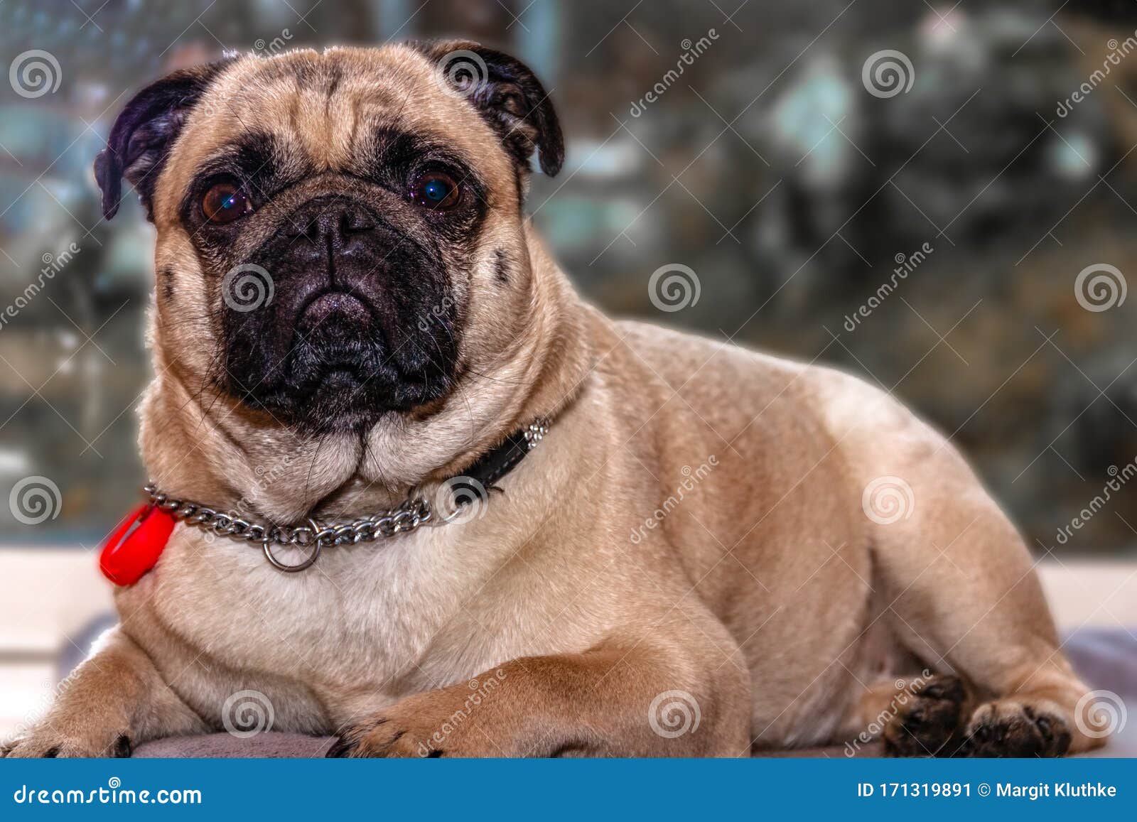 Cute Pug Dog, Lying, Looking Friendly at the Camera. Stock Image ...