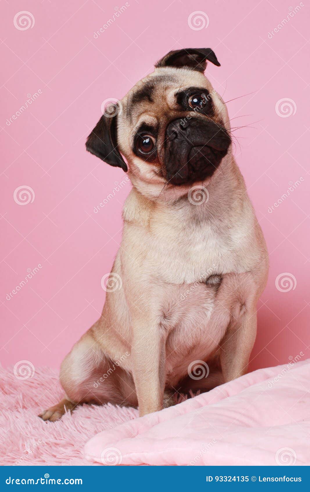 Cute Pug Dog Lying On Pink Background Stock Image - Image of pedigree ...
