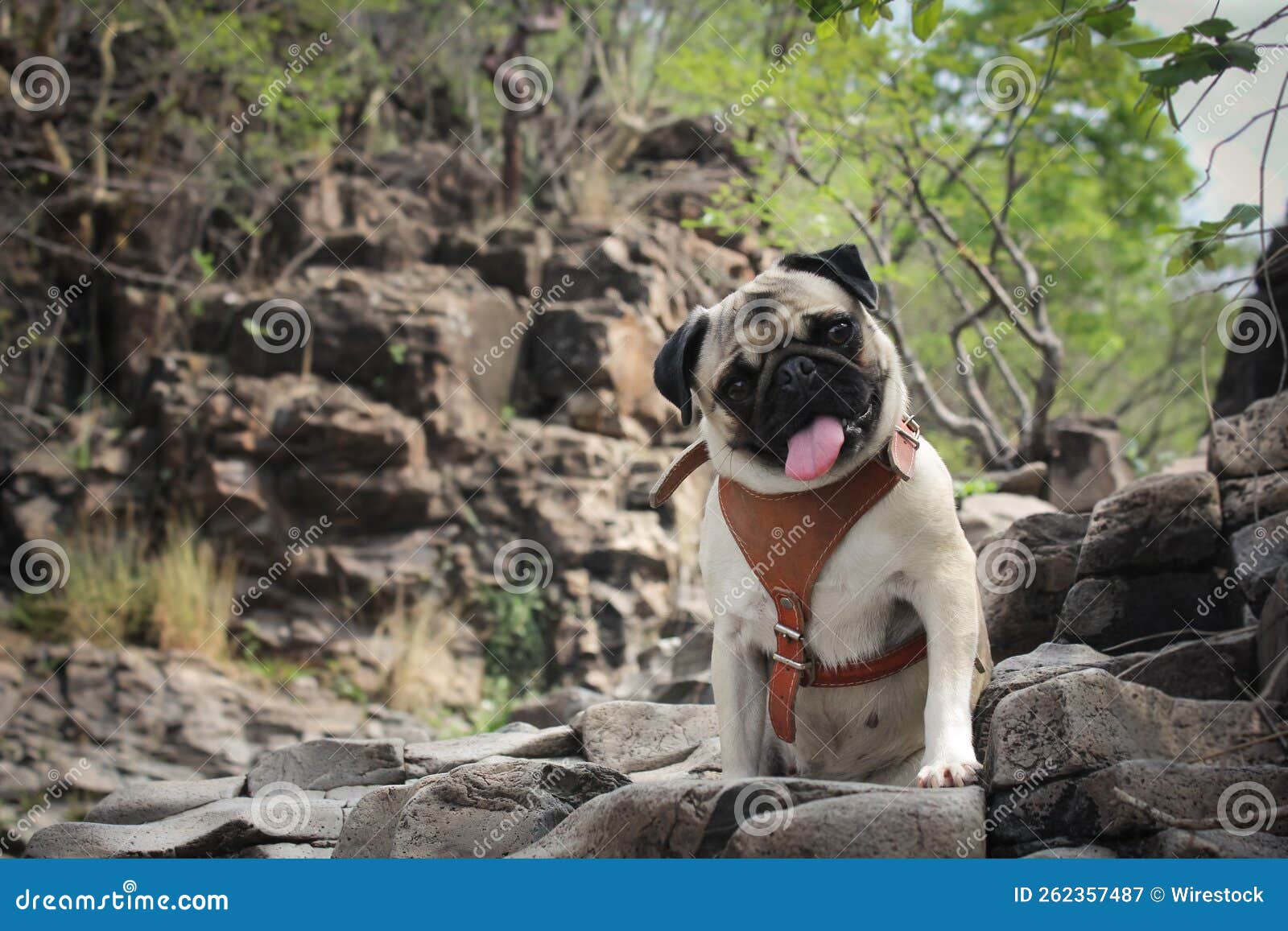 Cute Pug Dog in a Natural Environment Stock Image - Image of canine ...