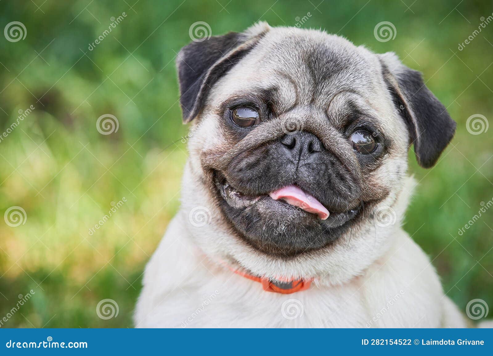 Cute Pug Dog Portrait on Green Grass Background Stock Photo - Image of ...