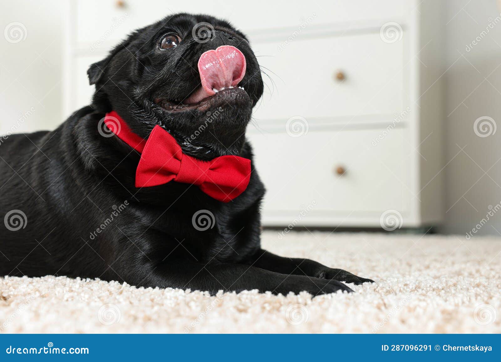 Cute Pug Dog with Red Bow Tie on Neck in Room, Space for Text Stock ...