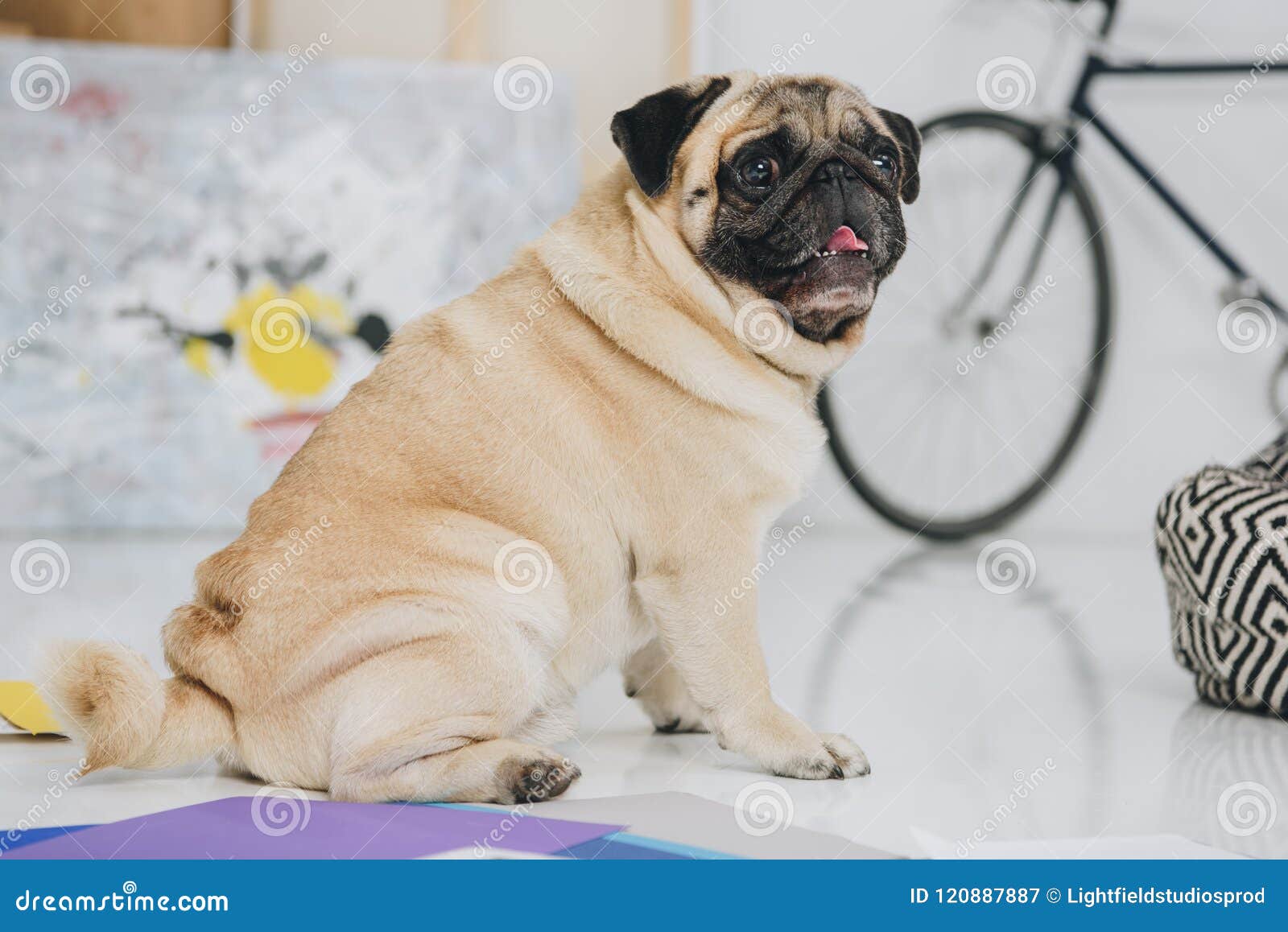 Cute pug dog stock image. Image of people, bike, white - 120887887