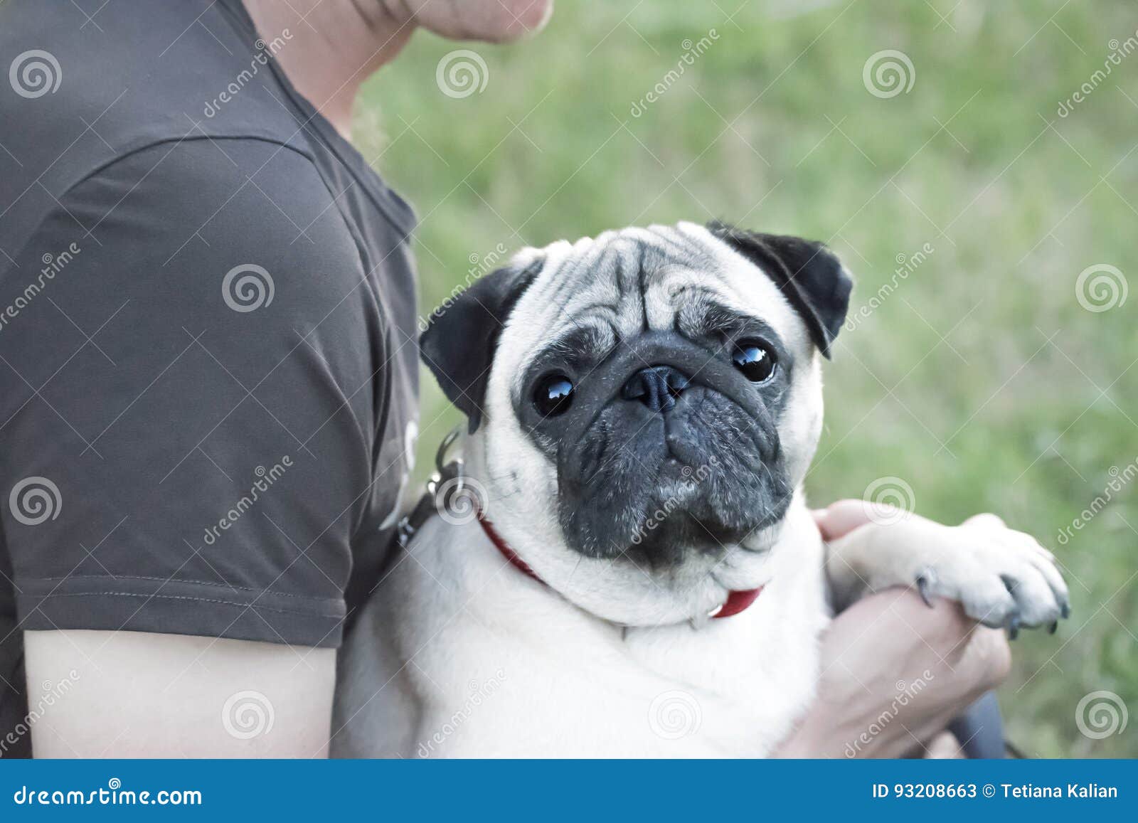 Cute Pug Dog Sitting on the Hands of the Owner Stock Image - Image of ...