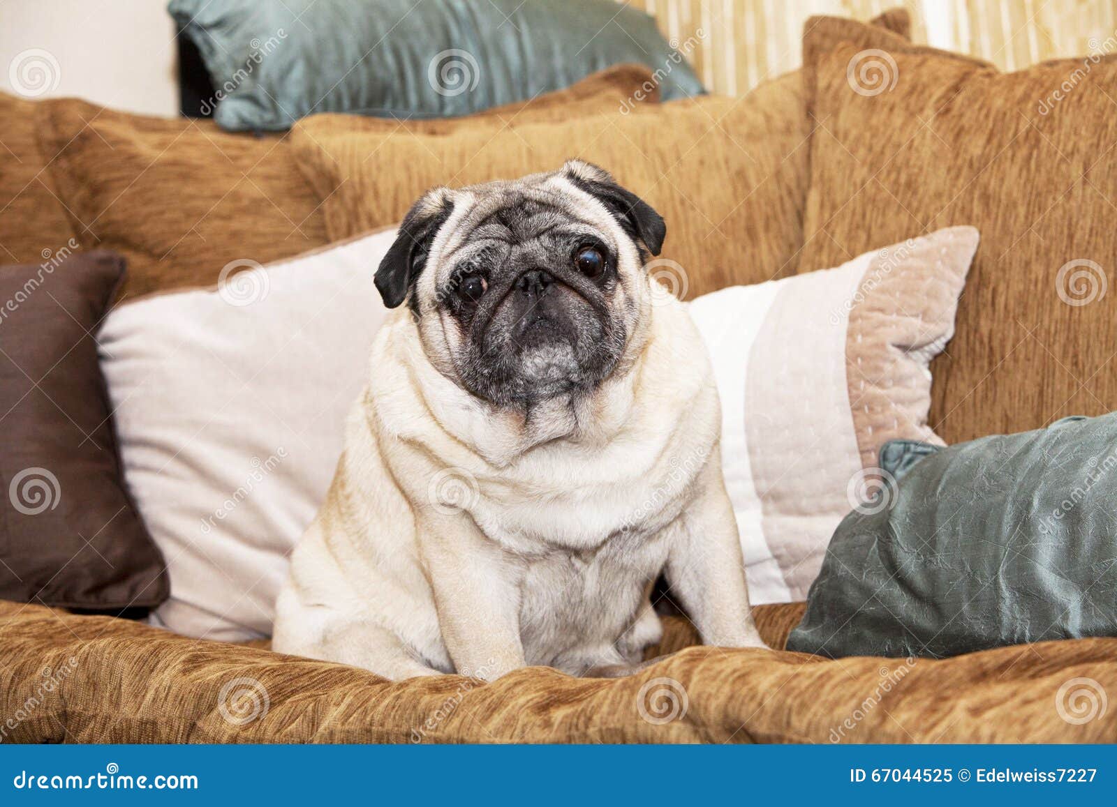 A cute Pug dog stock image. Image of cute, small, sofa - 67044525