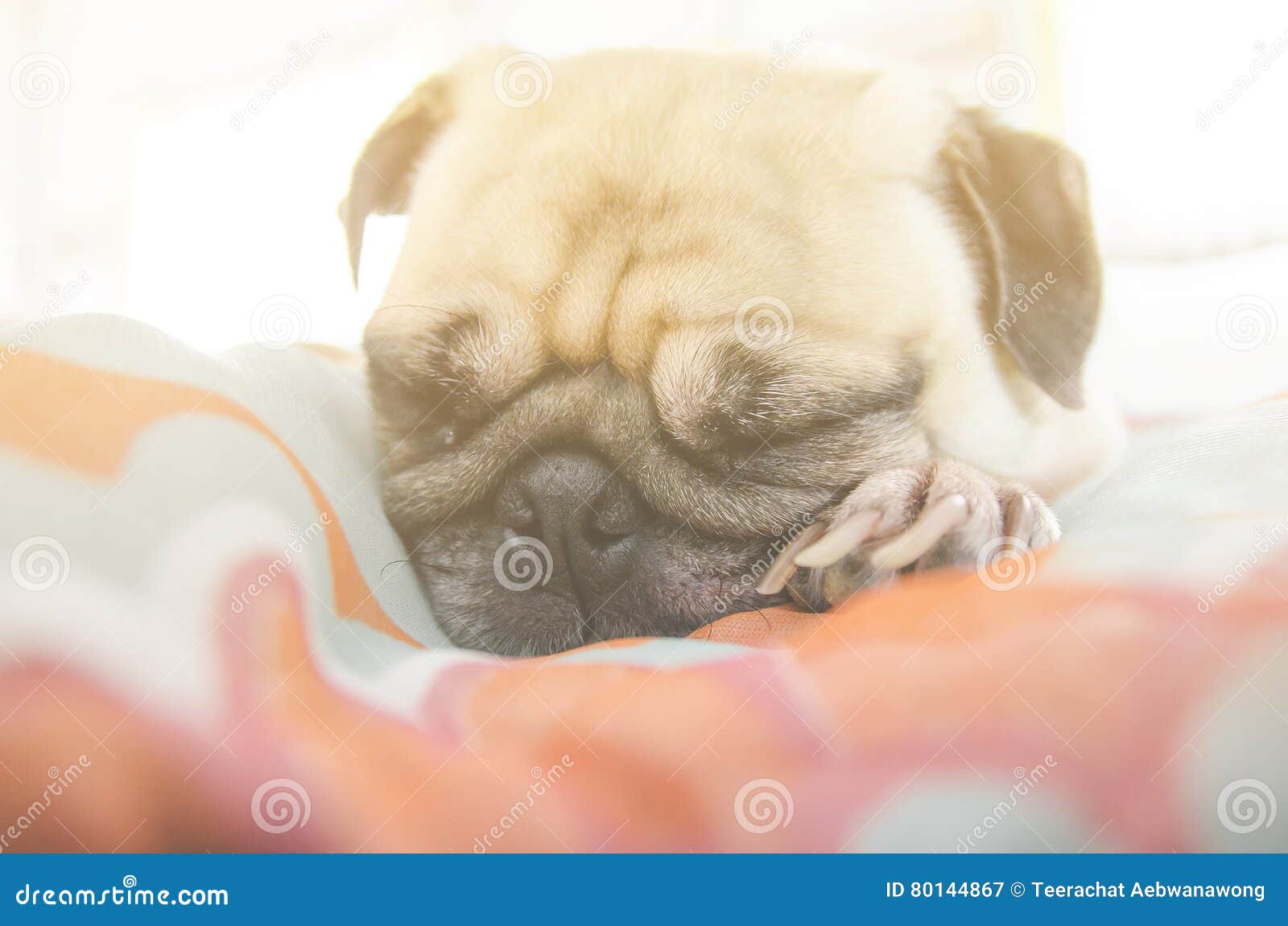 Cute Pug Dog Sleep Relaxing on Blanket Bed Stock Image - Image of buddy ...
