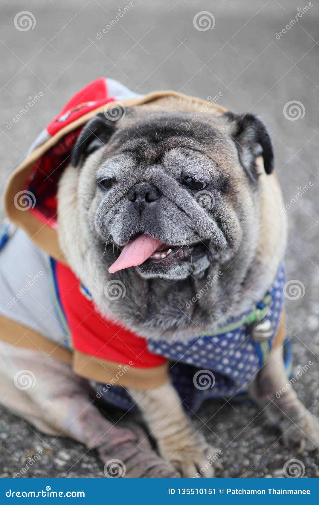 The Cute Pug Dog is Smiling, Happy. Stock Image - Image of smiling ...