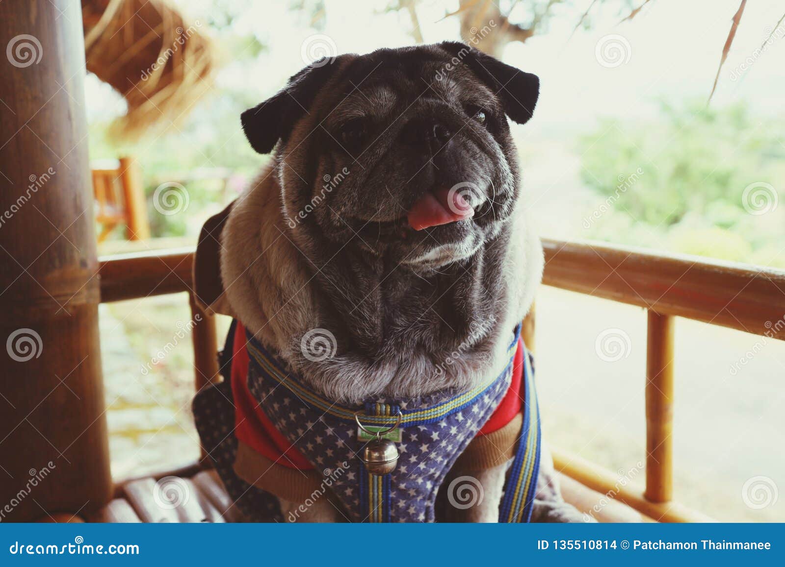 The Cute Pug Dog is Smiling, Happy. Stock Photo - Image of cute ...