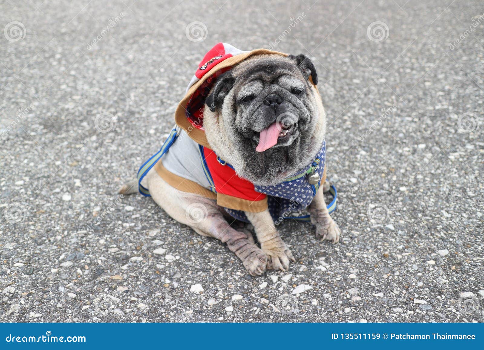 The Cute Pug Dog is Smiling, Happy. Stock Image - Image of happy ...