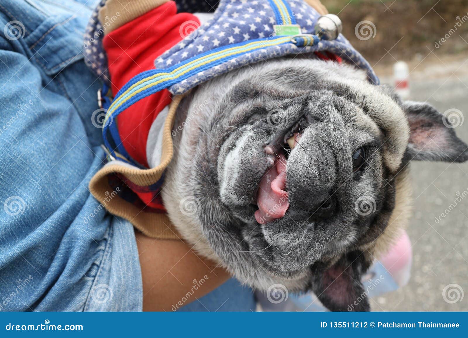 The Cute Pug Dog is Smiling, Happy. Stock Photo - Image of cute ...