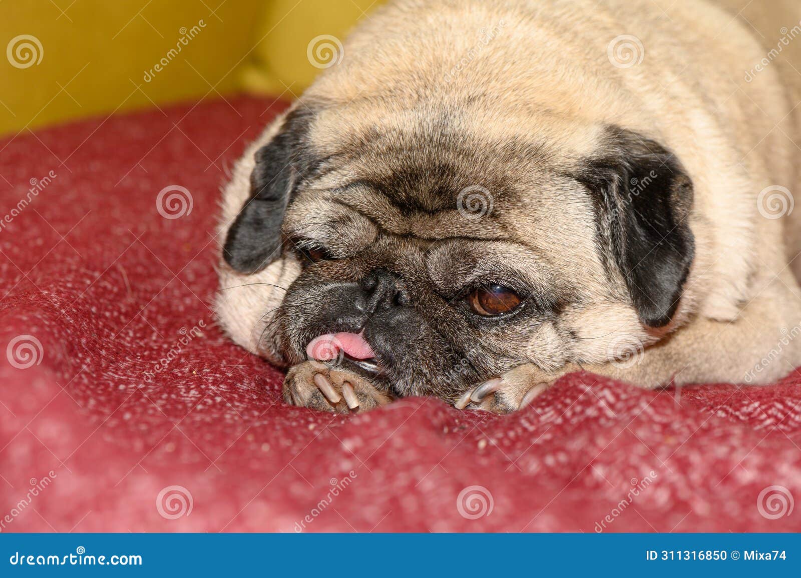 Cute Pug Dog on Sofa at Home 10 Stock Photo - Image of looking, weekend ...