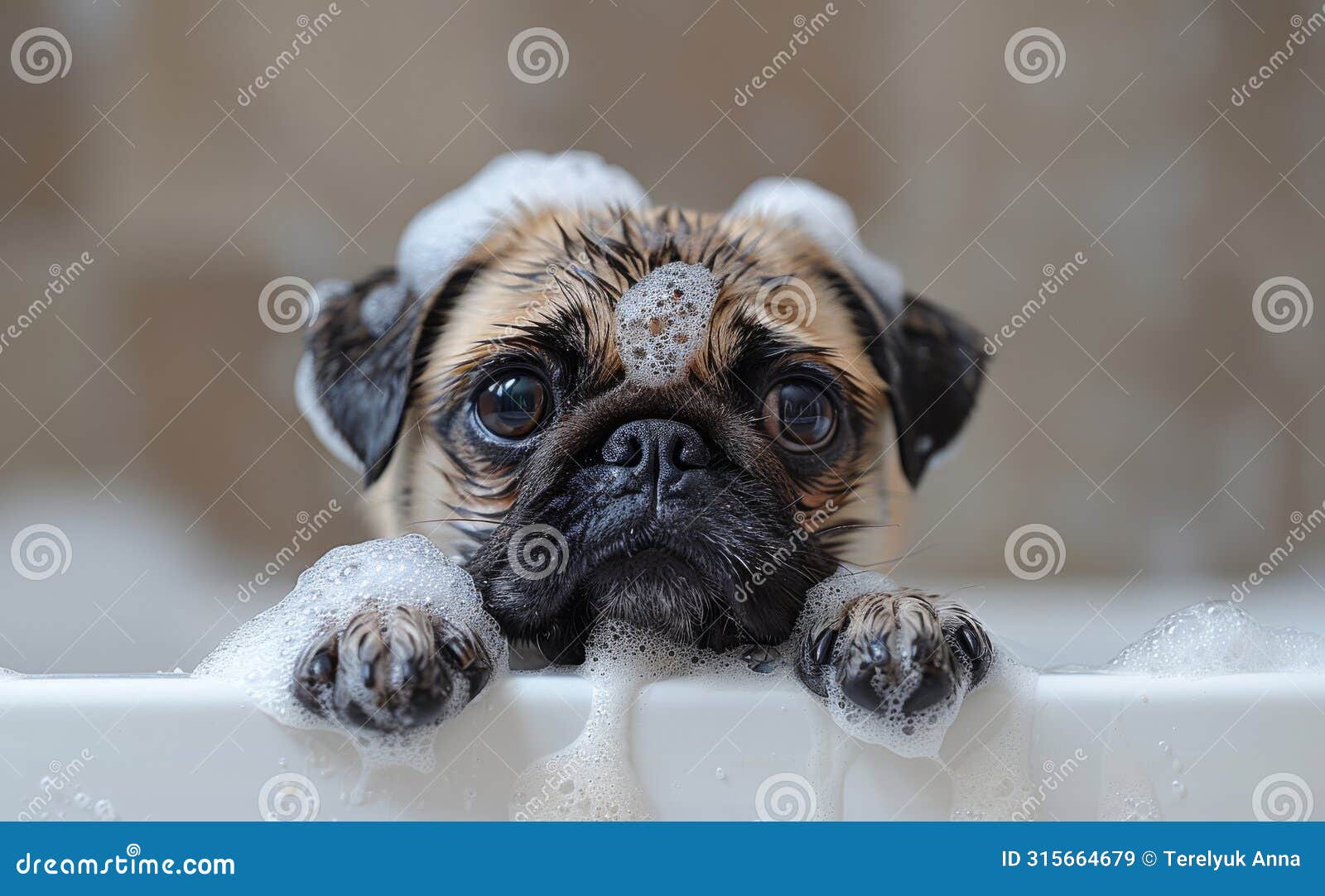 Cute Pug Dog Taking Bubble Bath with Soap Suds and Looking at the ...