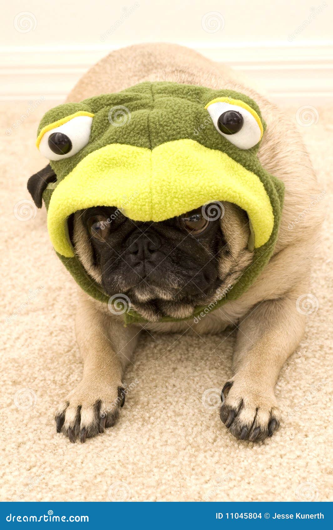 Cute Pug Dressed as a Frog stock photo. Image of expressive - 11045804