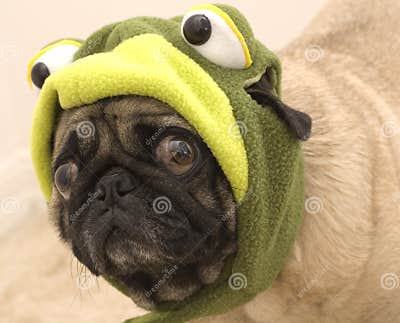 Cute Pug Dressed as a Frog stock photo. Image of costume - 11045812
