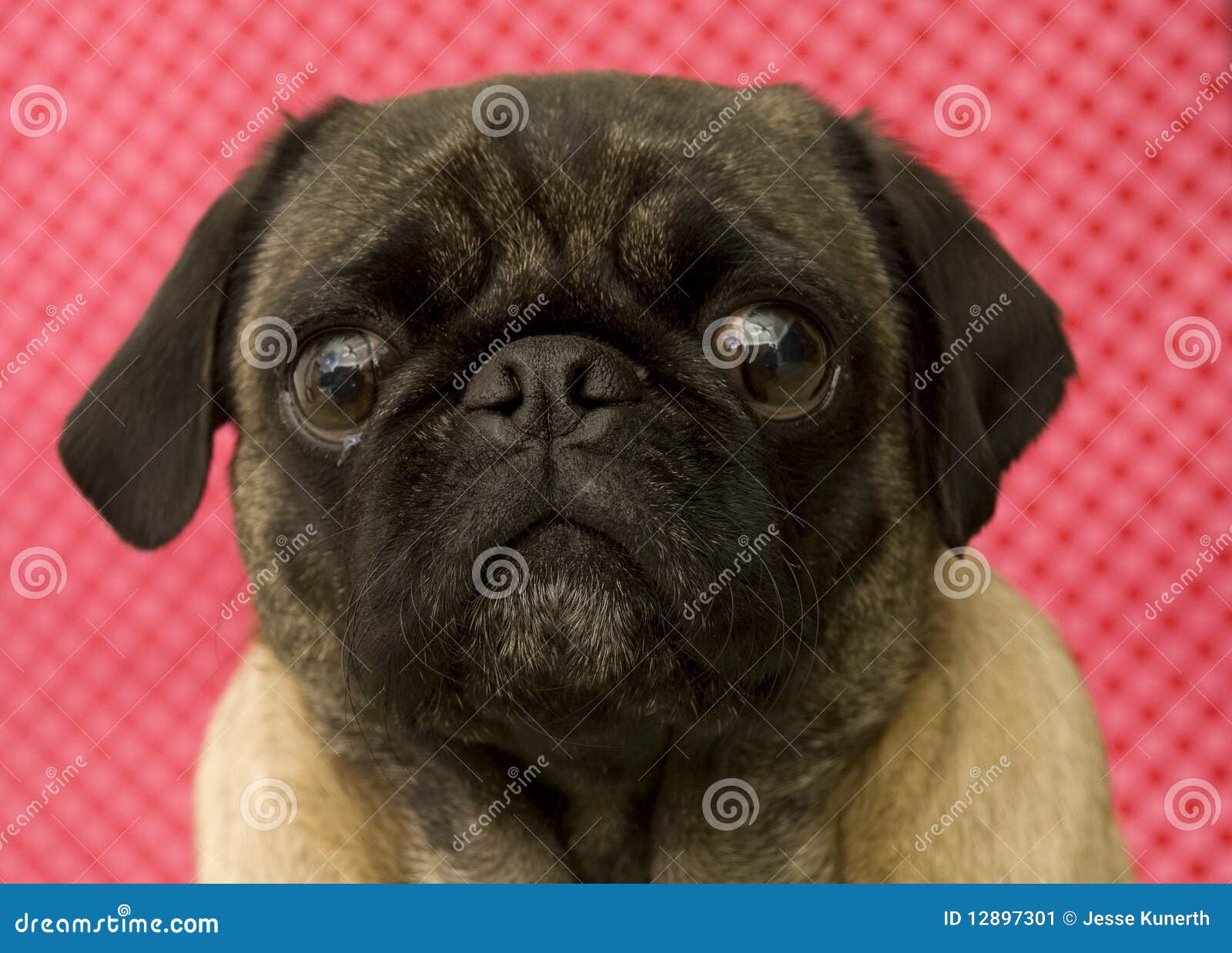Cute Pug Face stock image. Image of cute, grey, concern - 12897301