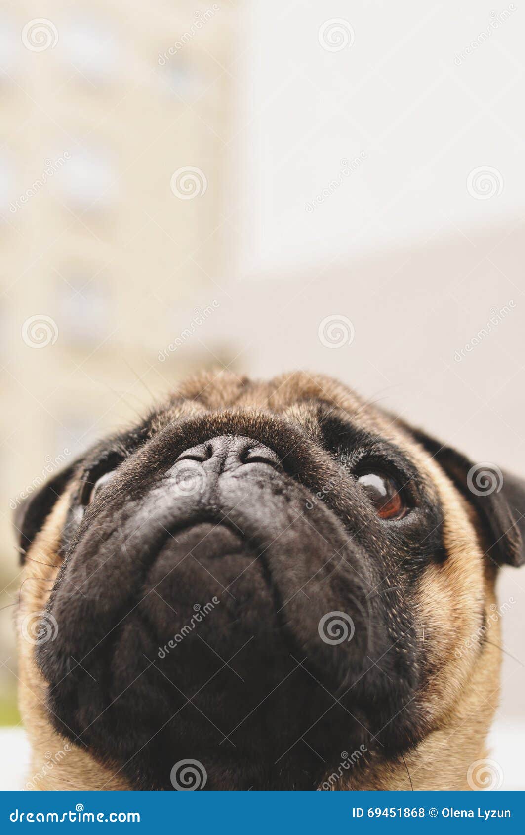 Cute pug face close up stock photo. Image of cute, small - 69451868