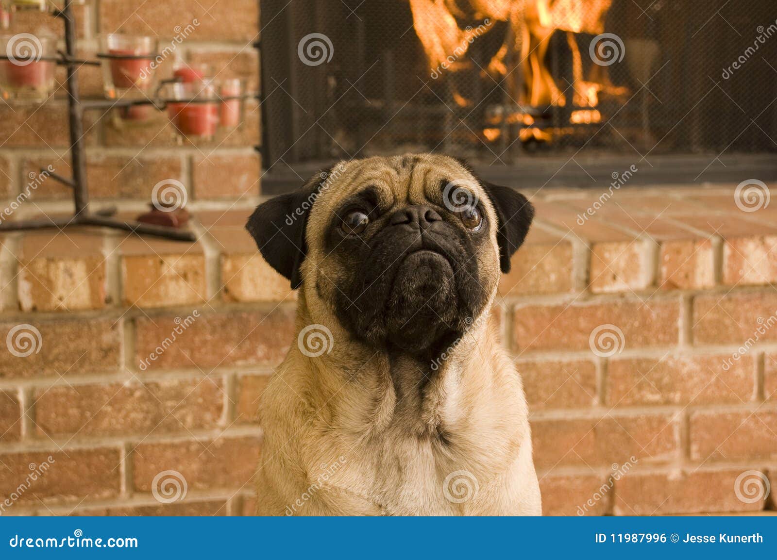 Cute Pug in Front of Fire stock photo. Image of home - 11987996