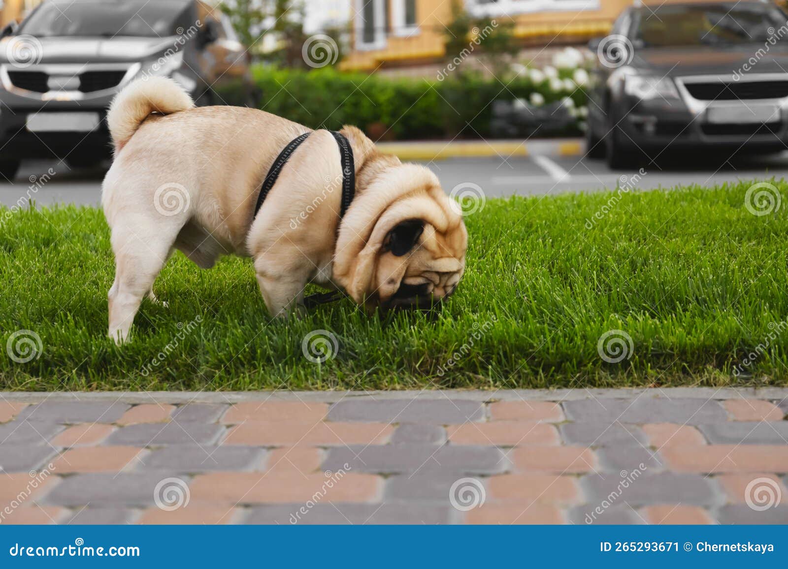 Cute Pug on Green Lawn Outdoors. Dog Walking Stock Image - Image of ...