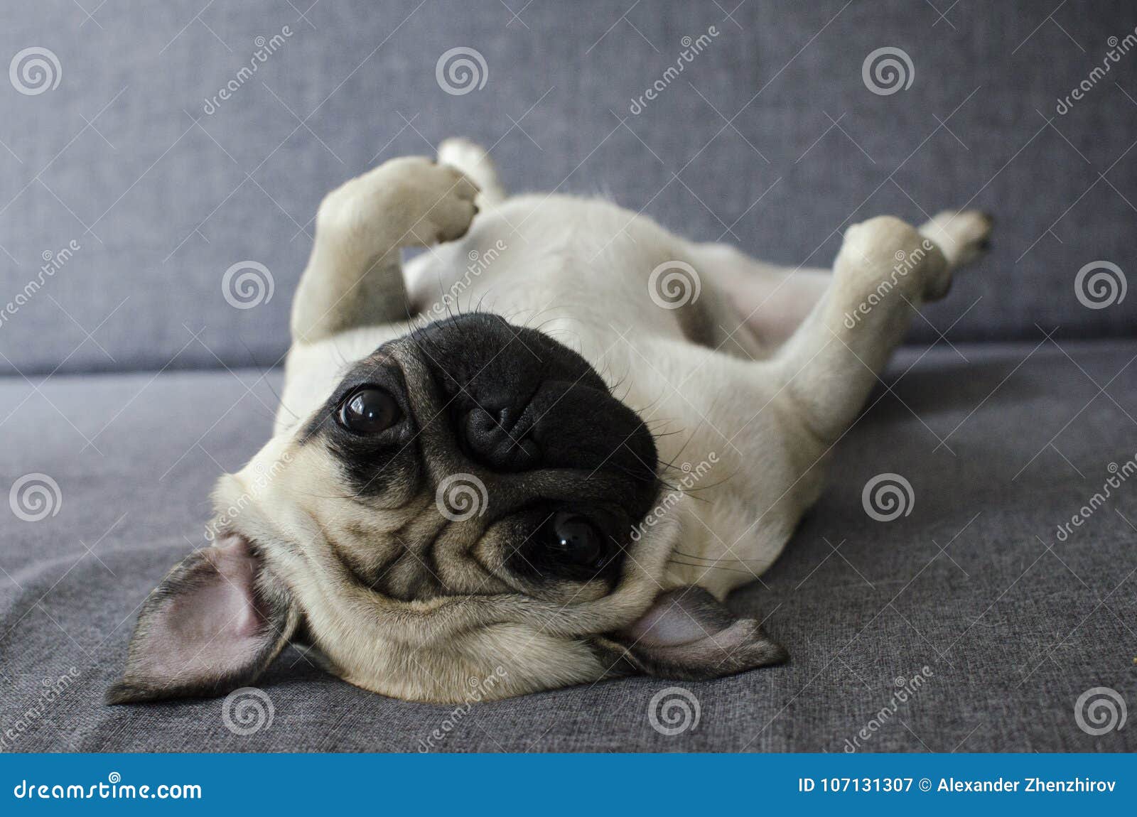 Cute pug laying on back stock image. Image of blanket - 107131307