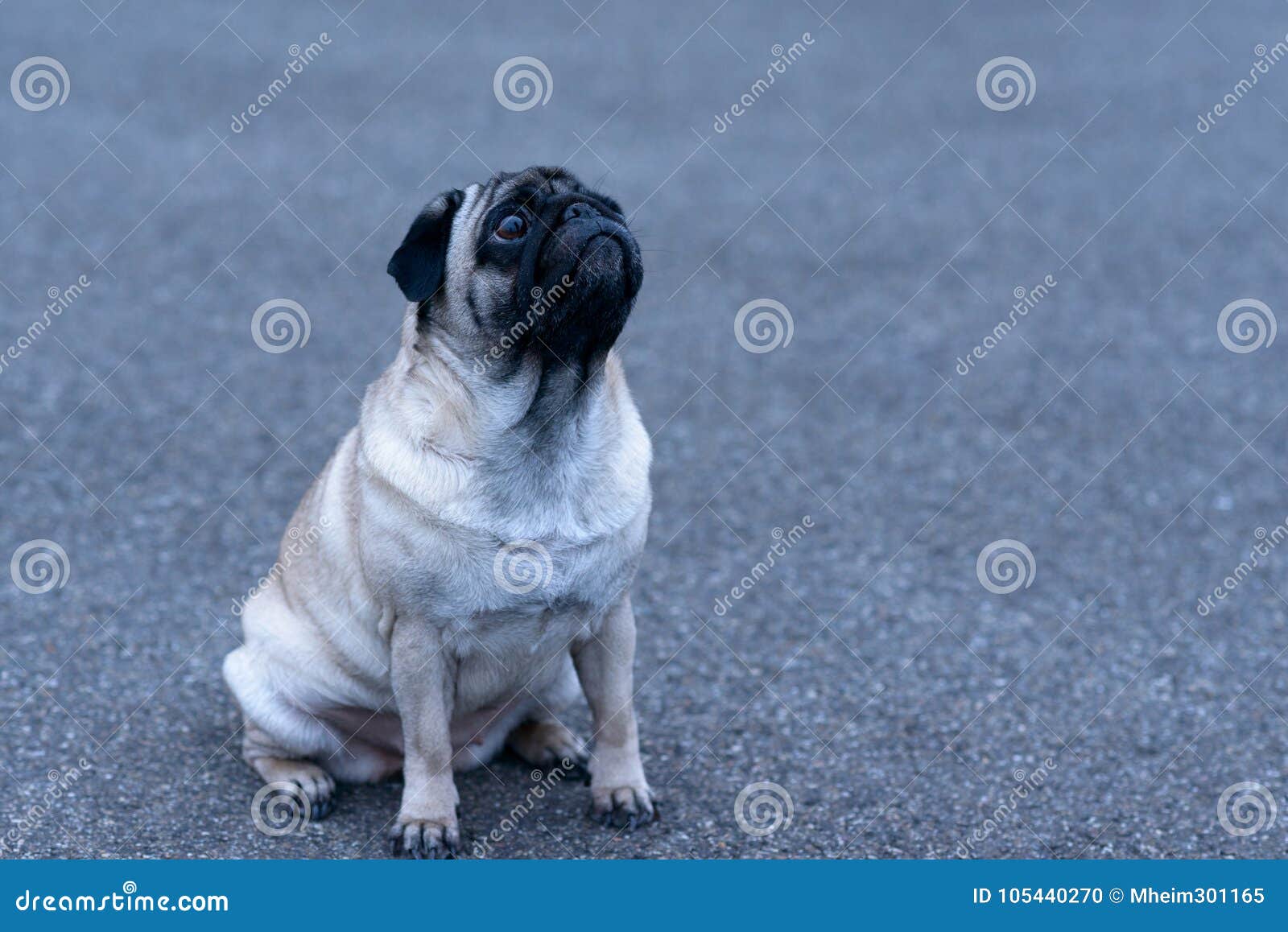 Cute Pug Looking Up and Sitting on Ground Stock Photo - Image of ...
