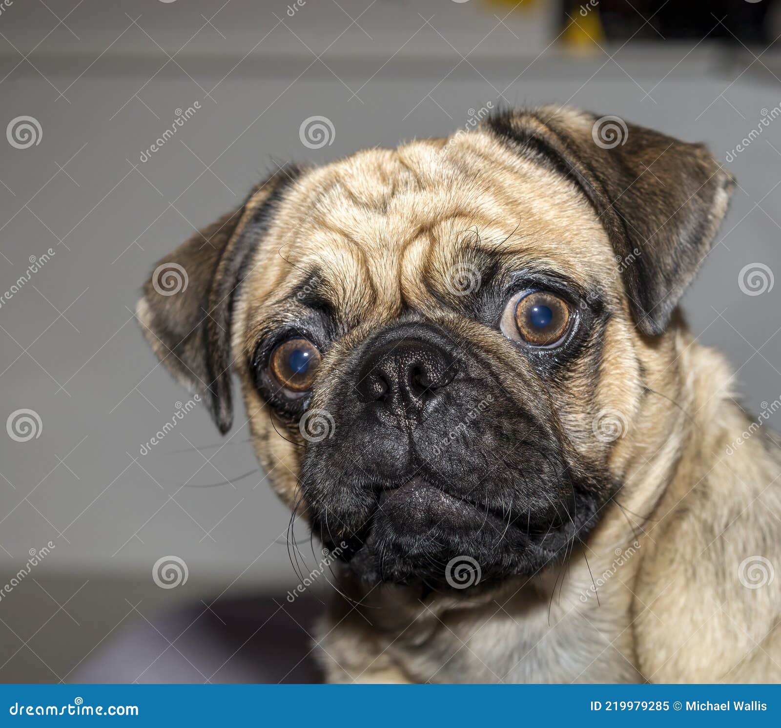 A Cute Pug Looks at the Camera Stock Image - Image of emotion, mammal ...