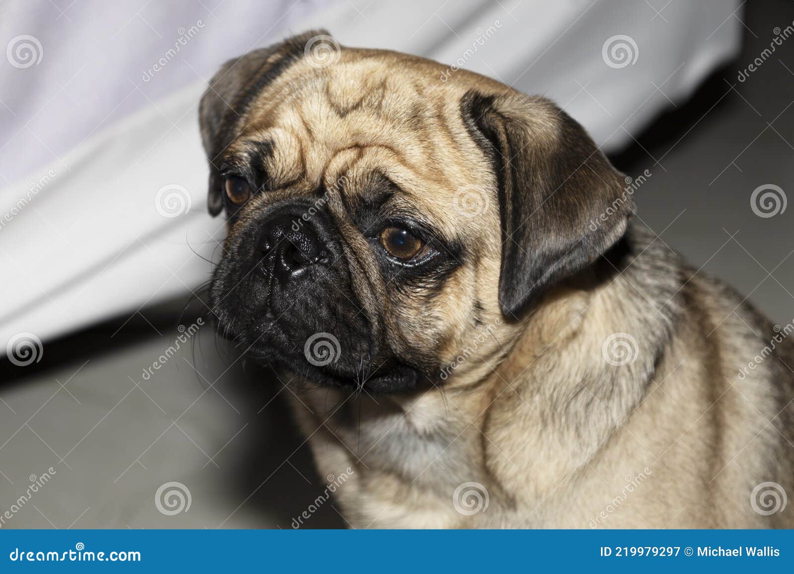 A Cute Pug Looks at the Camera Stock Image - Image of funny, eyes ...