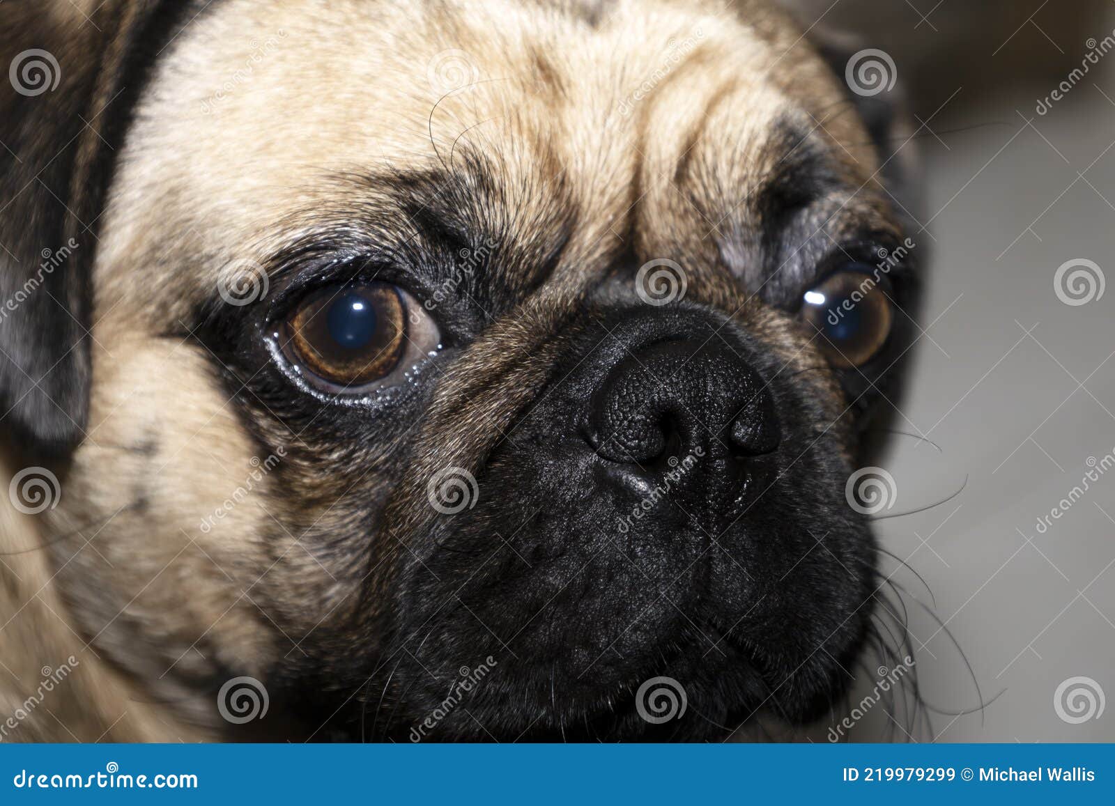 A Cute Pug Looks at the Camera Stock Image - Image of portrait, black ...